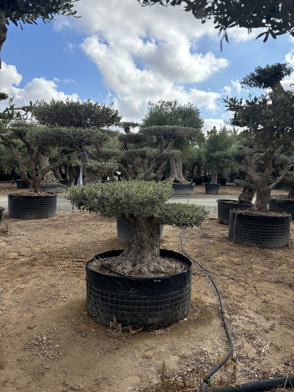 Blog: Top 5 Olive Trees for UK Gardens (And How to Choose the Right One ...