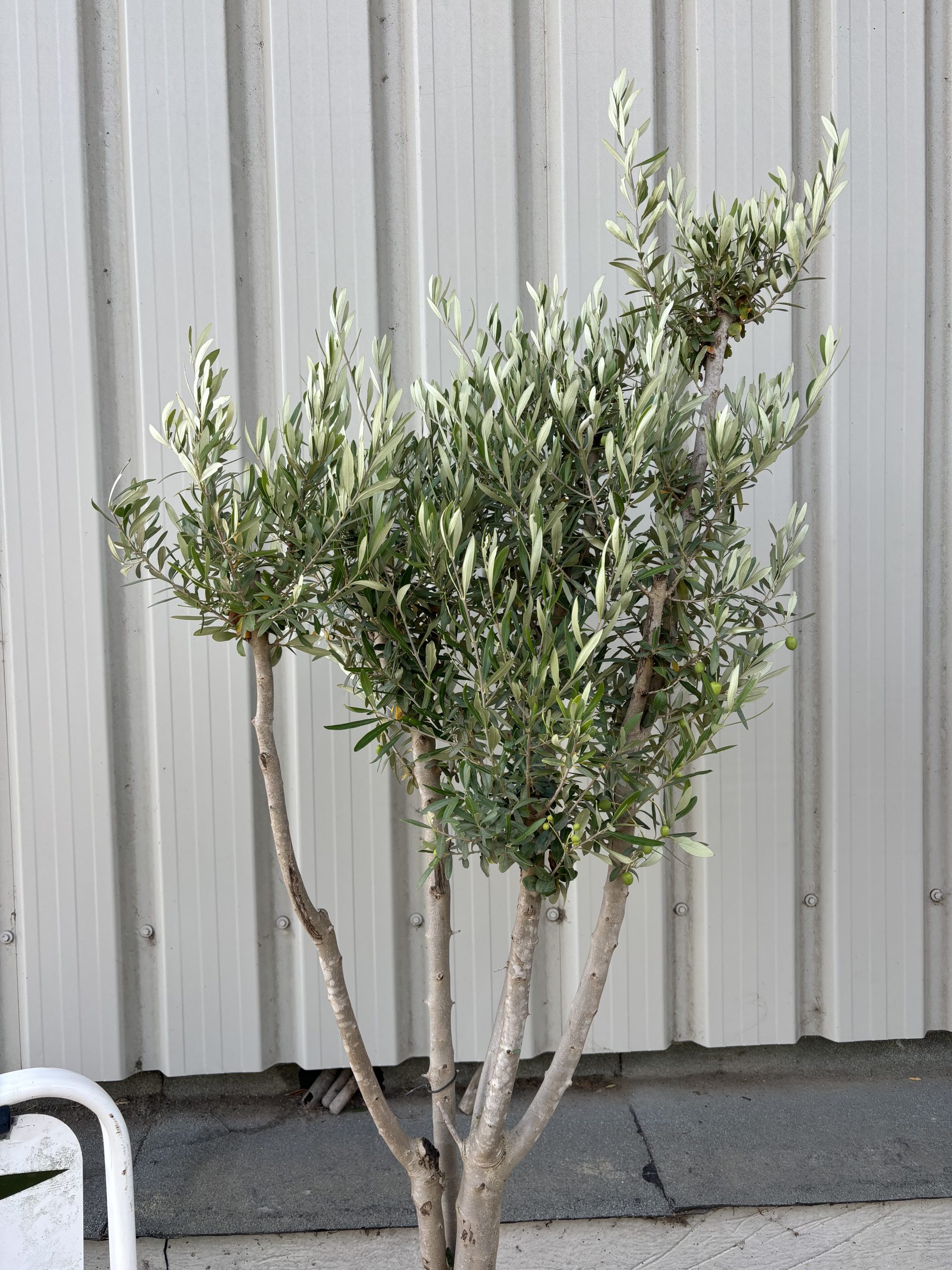 London Olive tree delivery included - The Norfolk Olive Tree Company