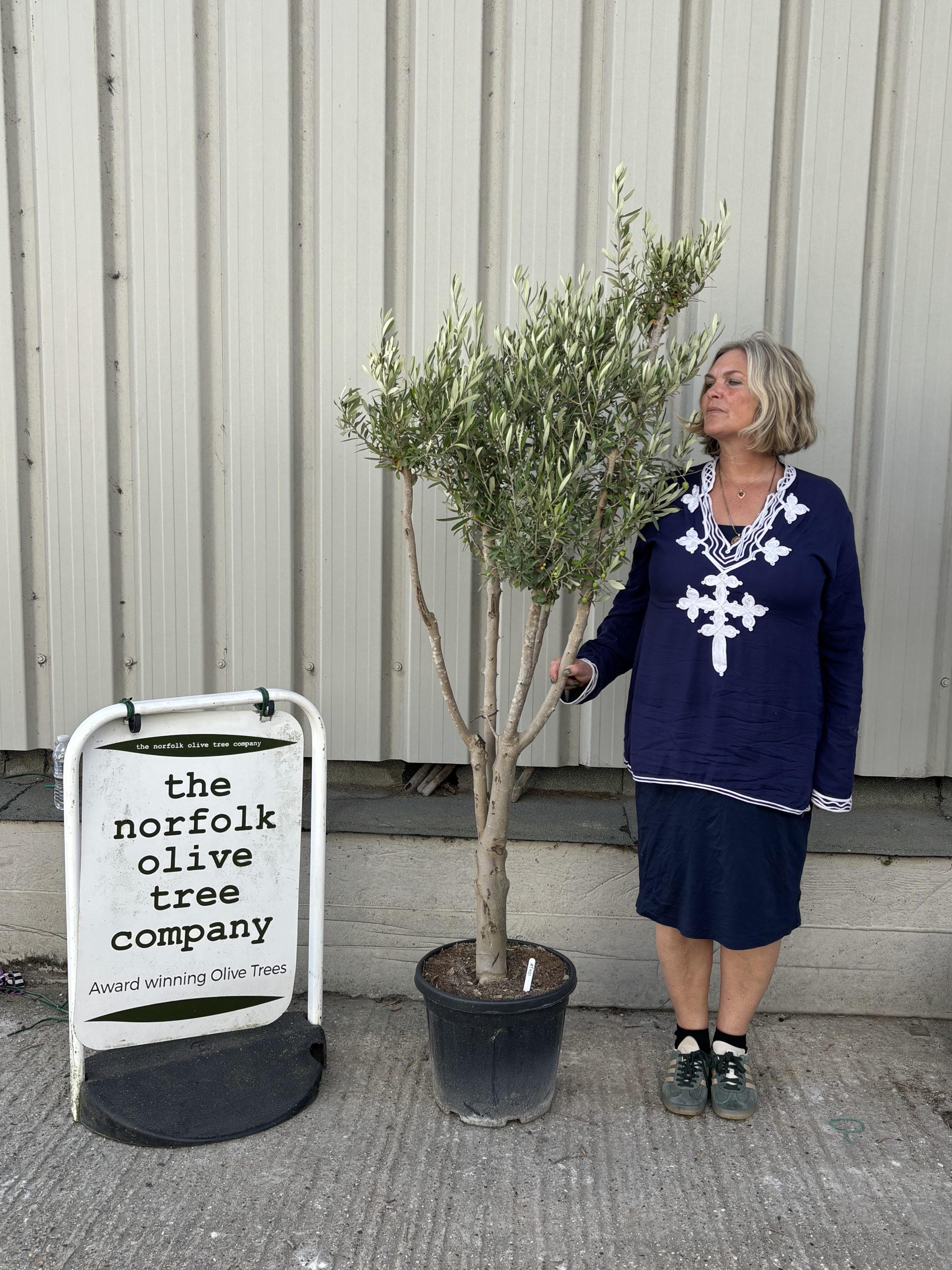 London Olive tree delivery included - The Norfolk Olive Tree Company