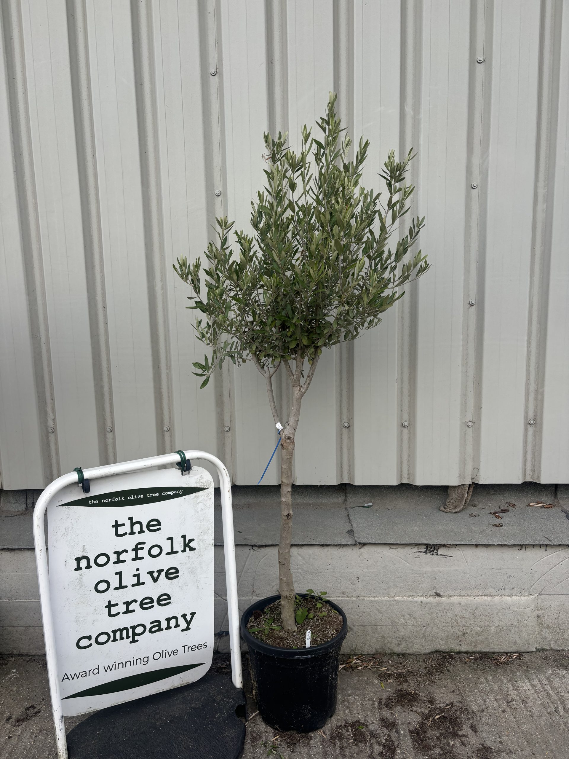 London Olive tree delivery included - The Norfolk Olive Tree Company
