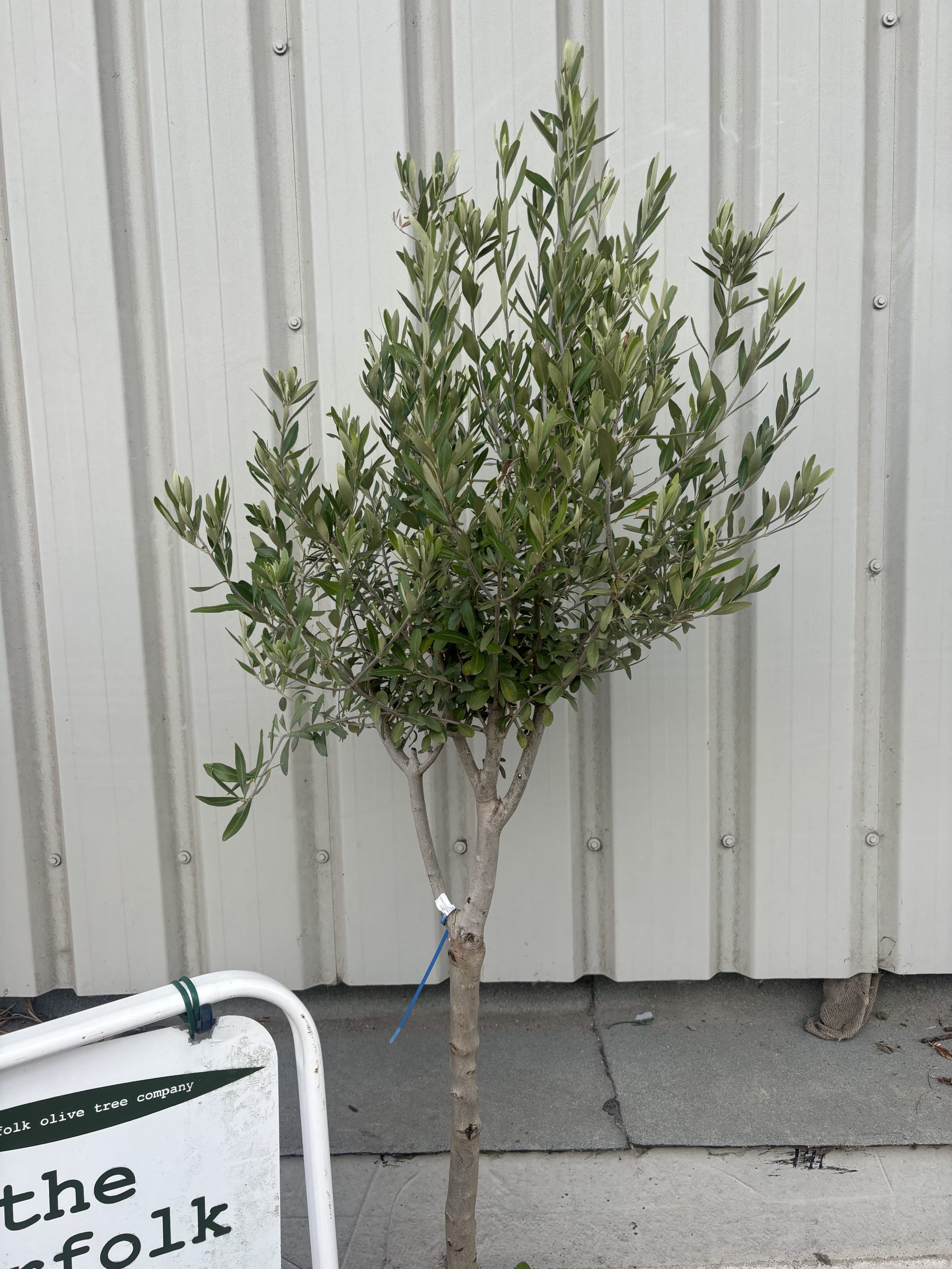 London Olive tree delivery included - The Norfolk Olive Tree Company