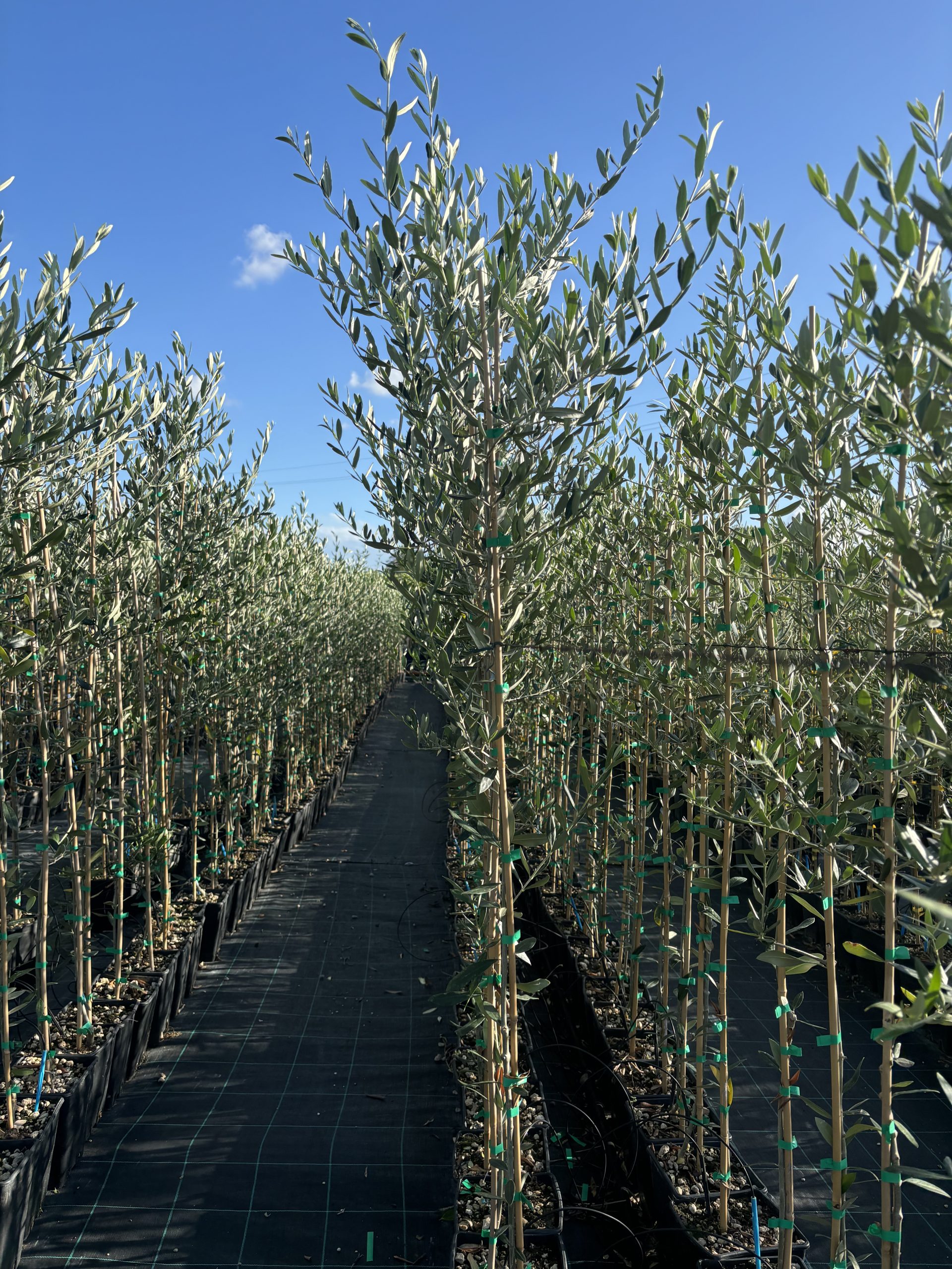 Blog: Top 5 Olive Trees for UK Gardens (And How to Choose the Right One ...