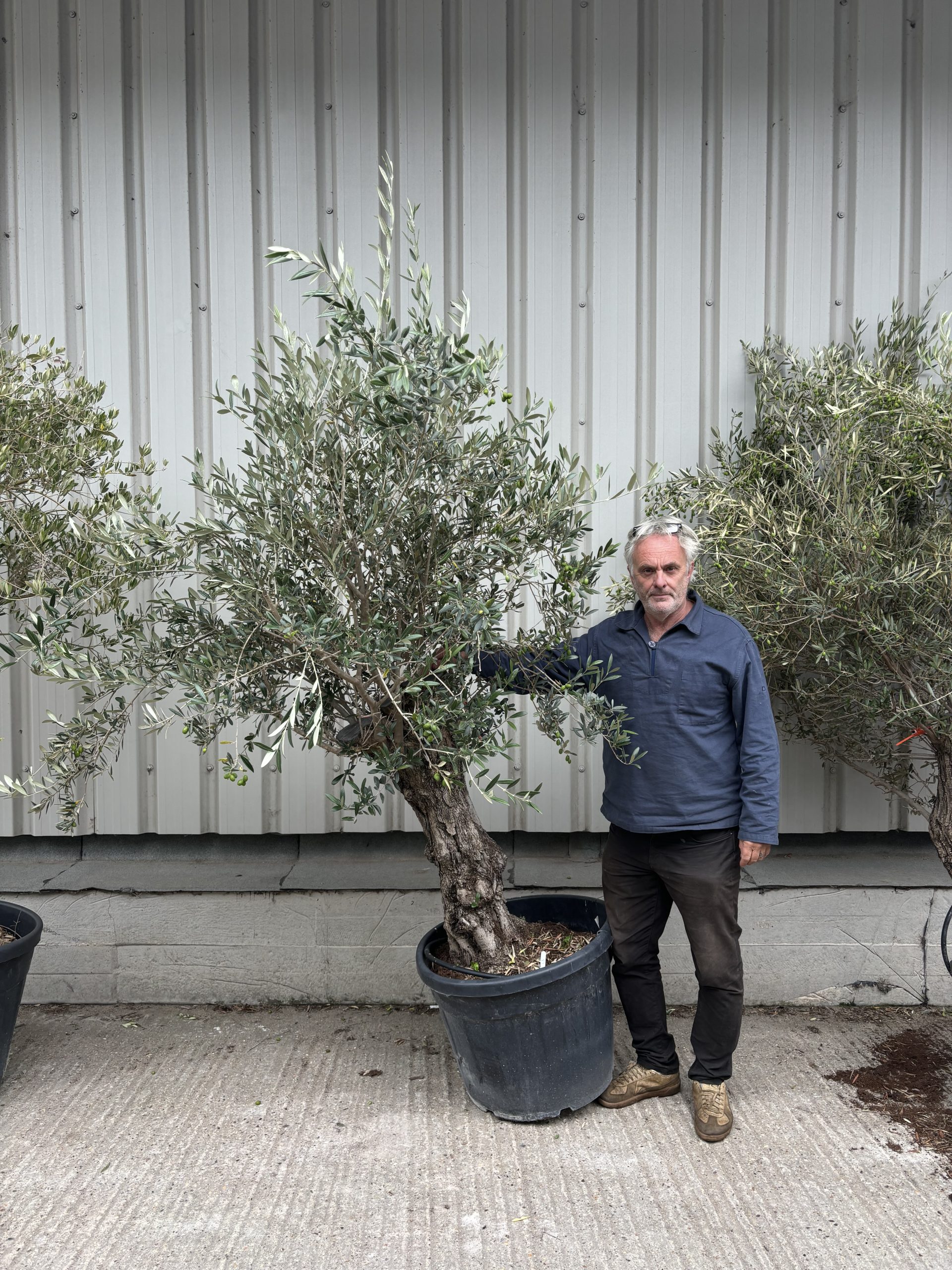 End of Season Clearance – Spanish Olive Trees - The Norfolk Olive Tree ...