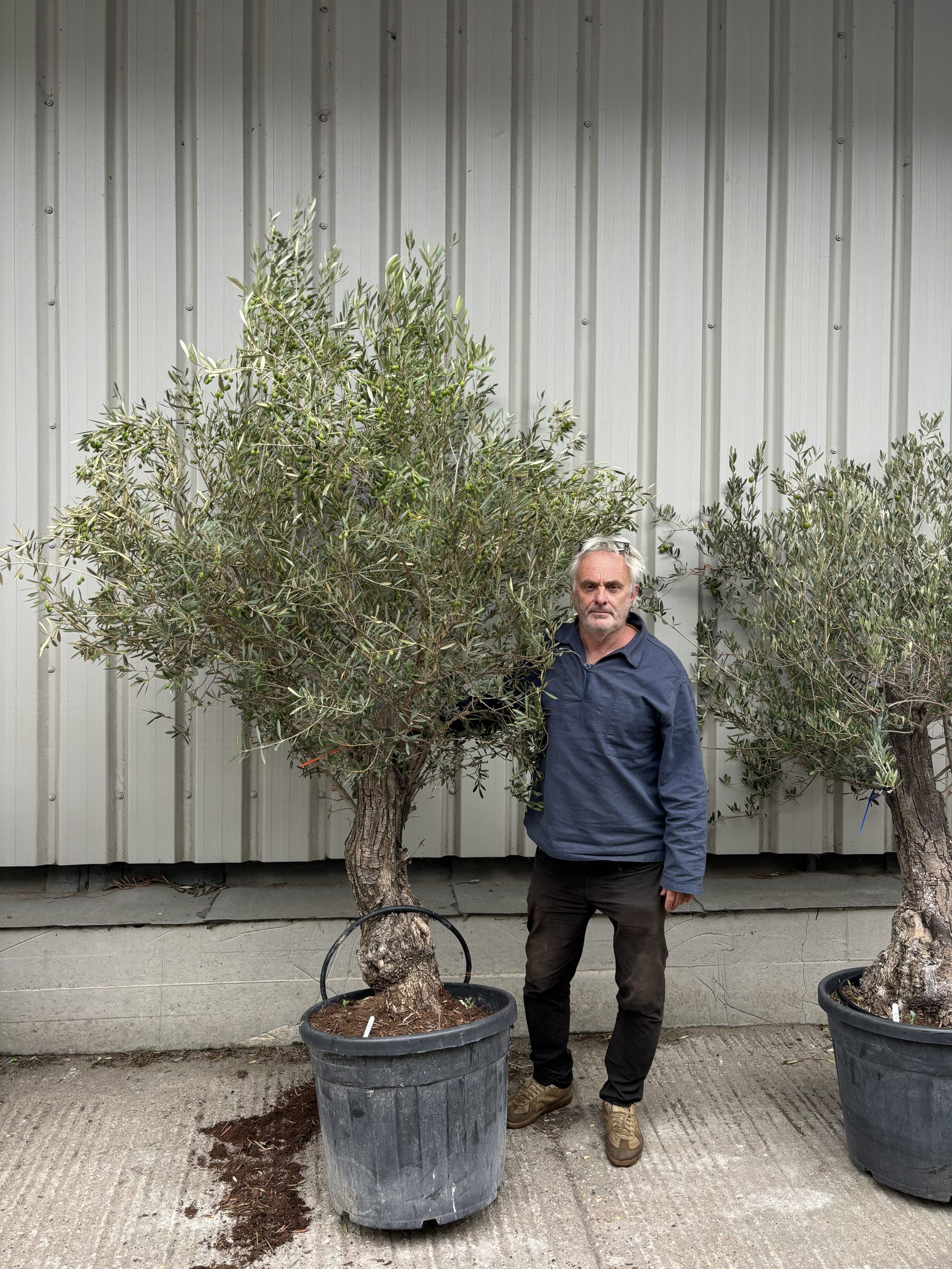 End of Season Clearance – Spanish Olive Trees - The Norfolk Olive Tree ...