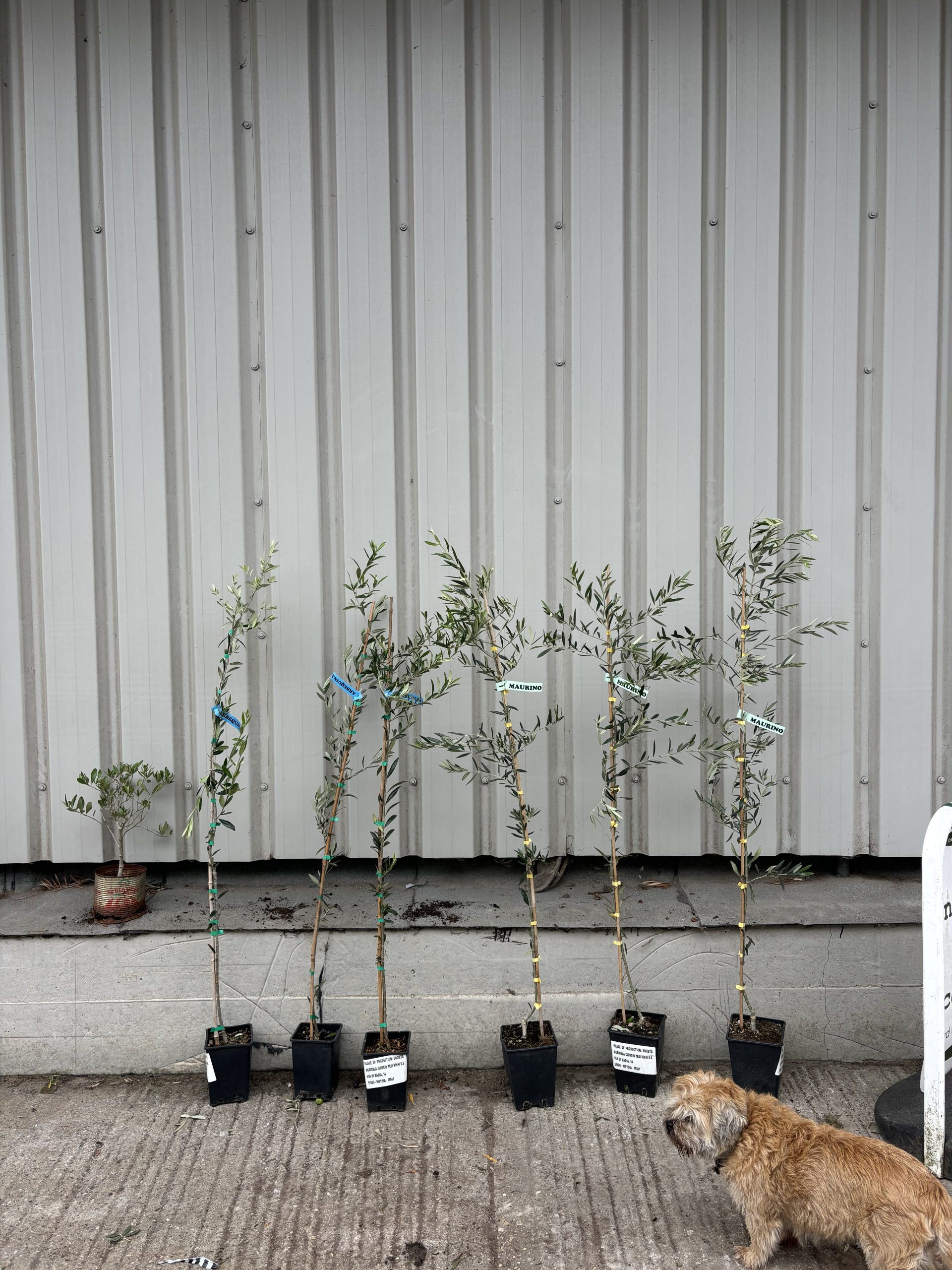 Bundle of 6 Young Olive Trees – 3 Arbequina & 3 Maurino delivery ...
