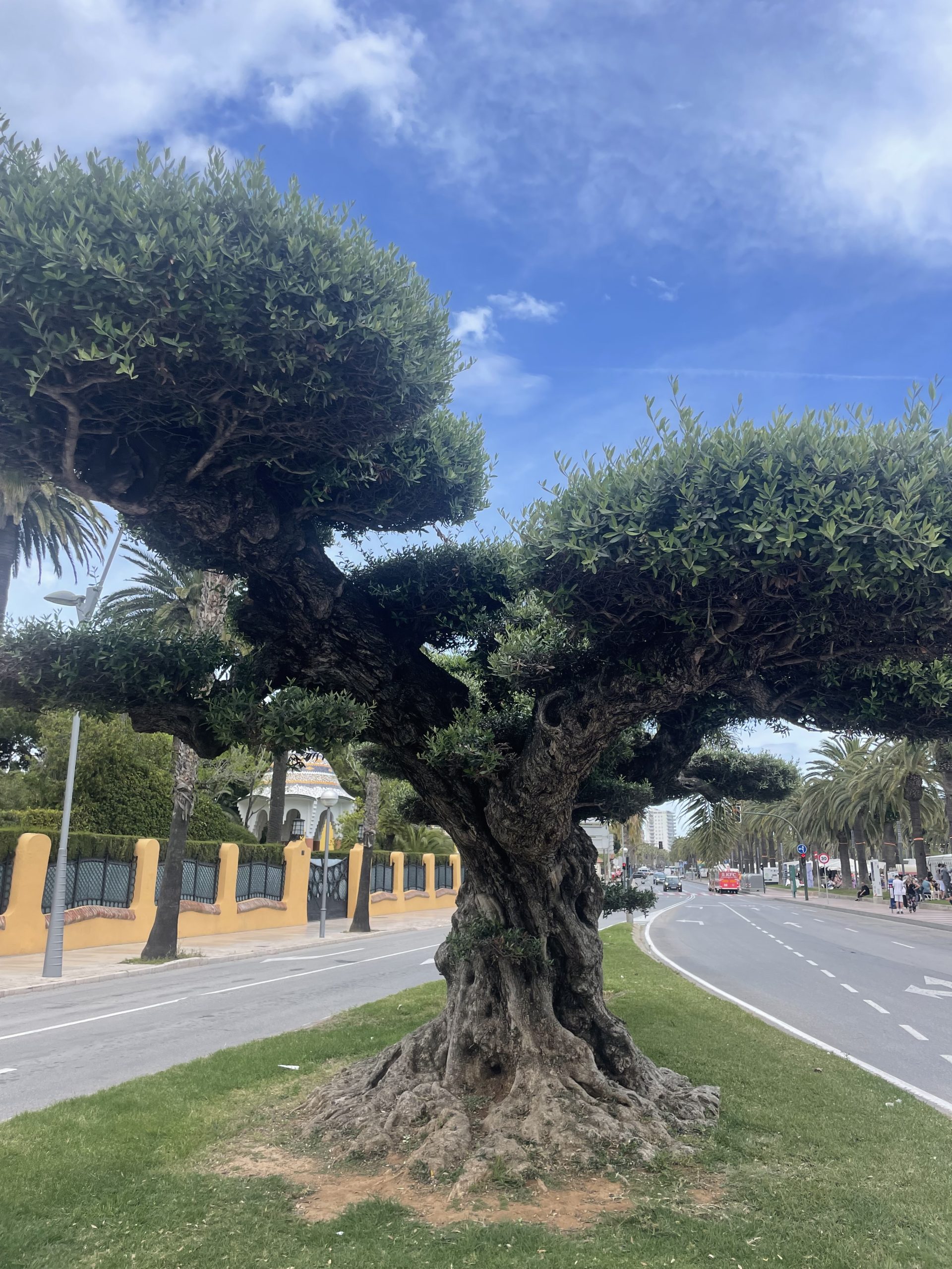 Blog: Top 5 Olive Trees for UK Gardens (And How to Choose the Right One ...