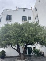 Blog: Top 5 Olive Trees for UK Gardens (And How to Choose the Right One ...