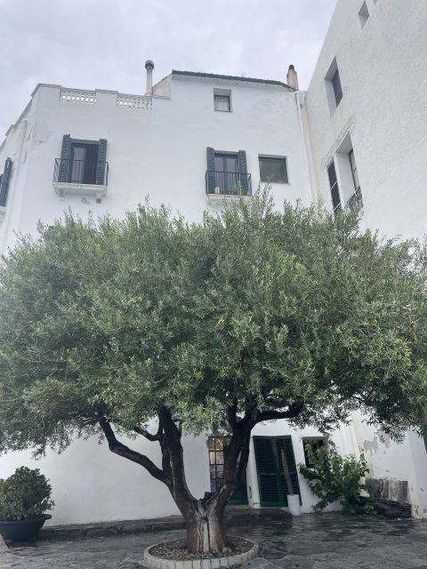Blog: Top 5 Olive Trees for UK Gardens (And How to Choose the Right One ...