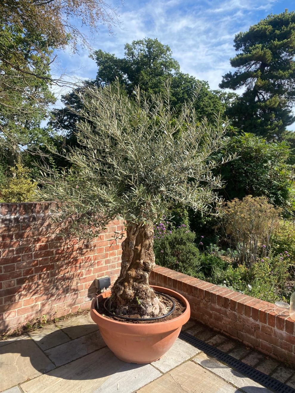 Home - The Norfolk Olive Tree Company