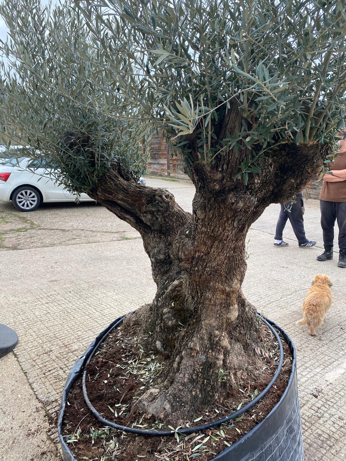 Ancient Olive Tree – Living Art from Elche - The Norfolk Olive Tree Company