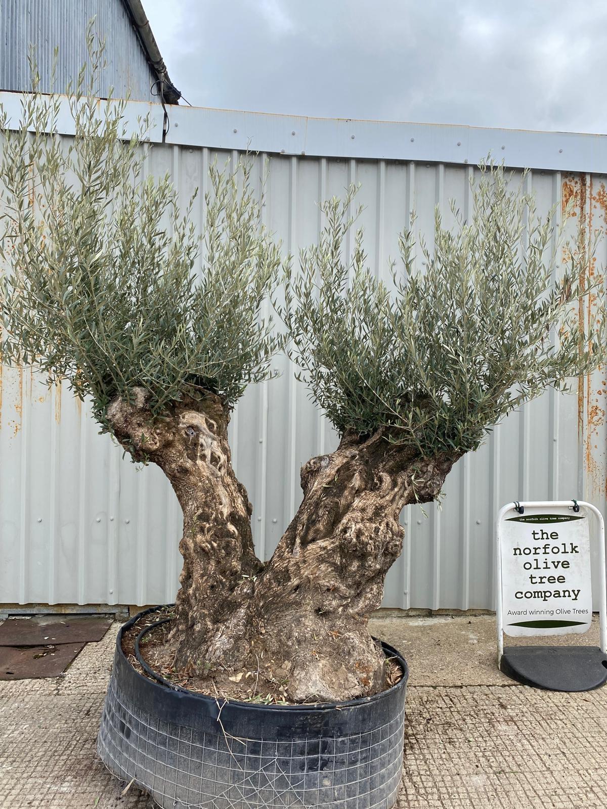 Ancient Olive Tree – Living Art from Elche - The Norfolk Olive Tree Company