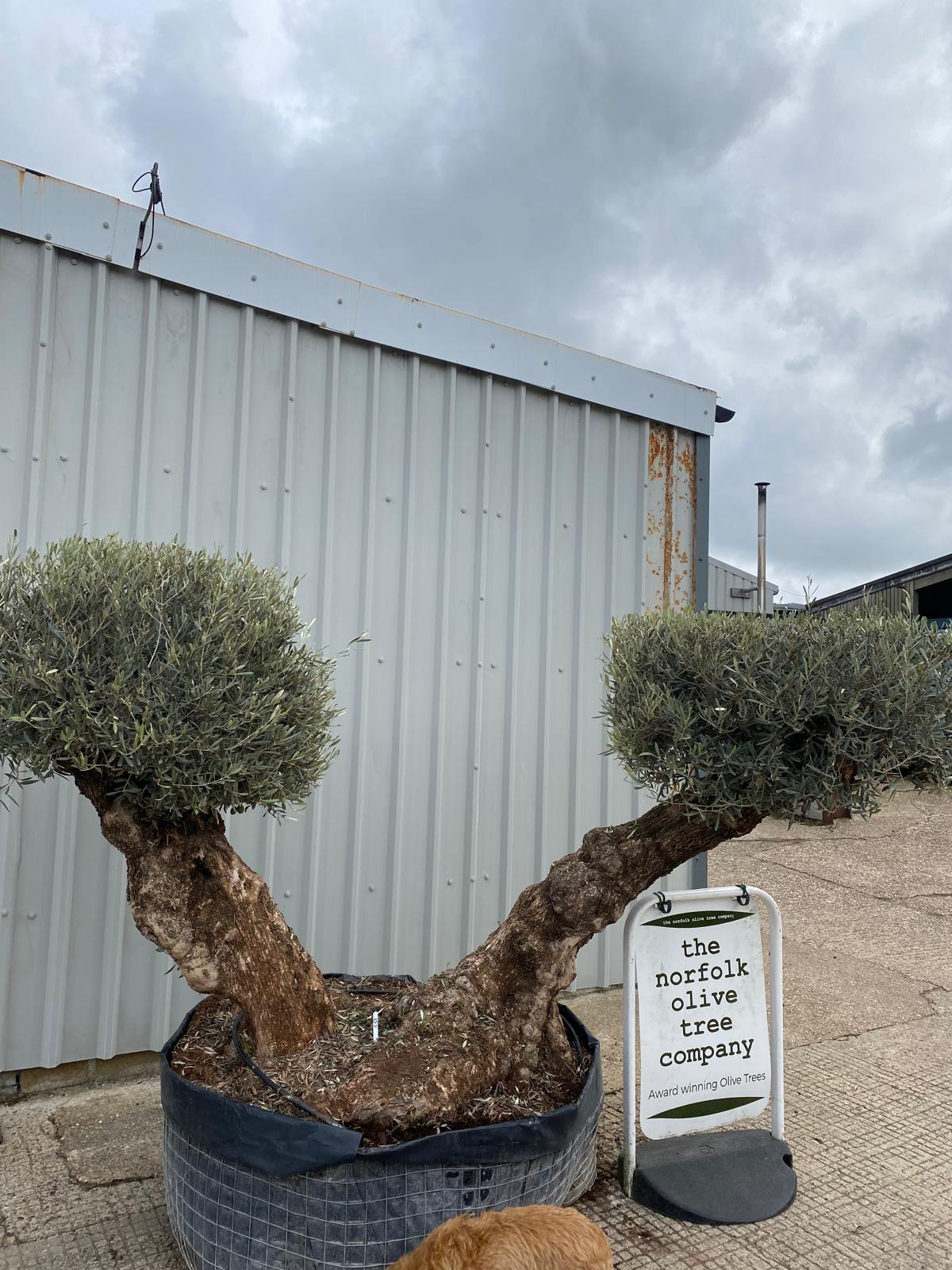 Ancient Olive Tree for Sale in the UK - The Norfolk Olive Tree Company