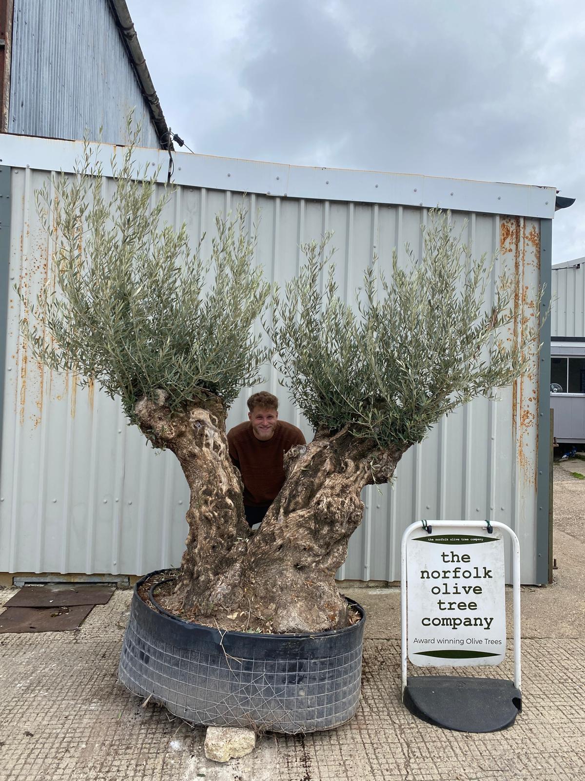 Ancient Olive Tree – Living Art from Elche - The Norfolk Olive Tree Company