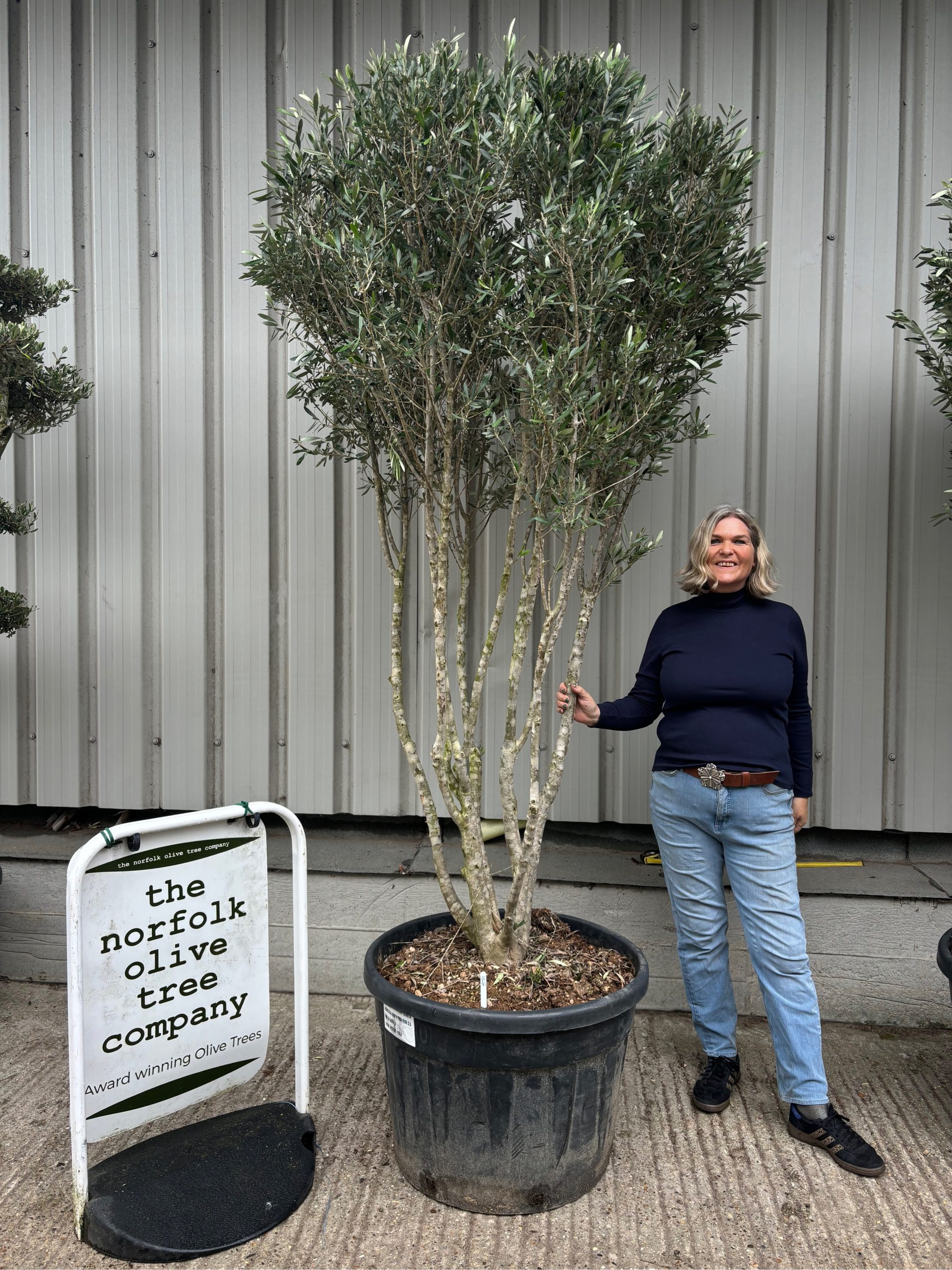 Multi stem Olive Tree - The Norfolk Olive Tree Company