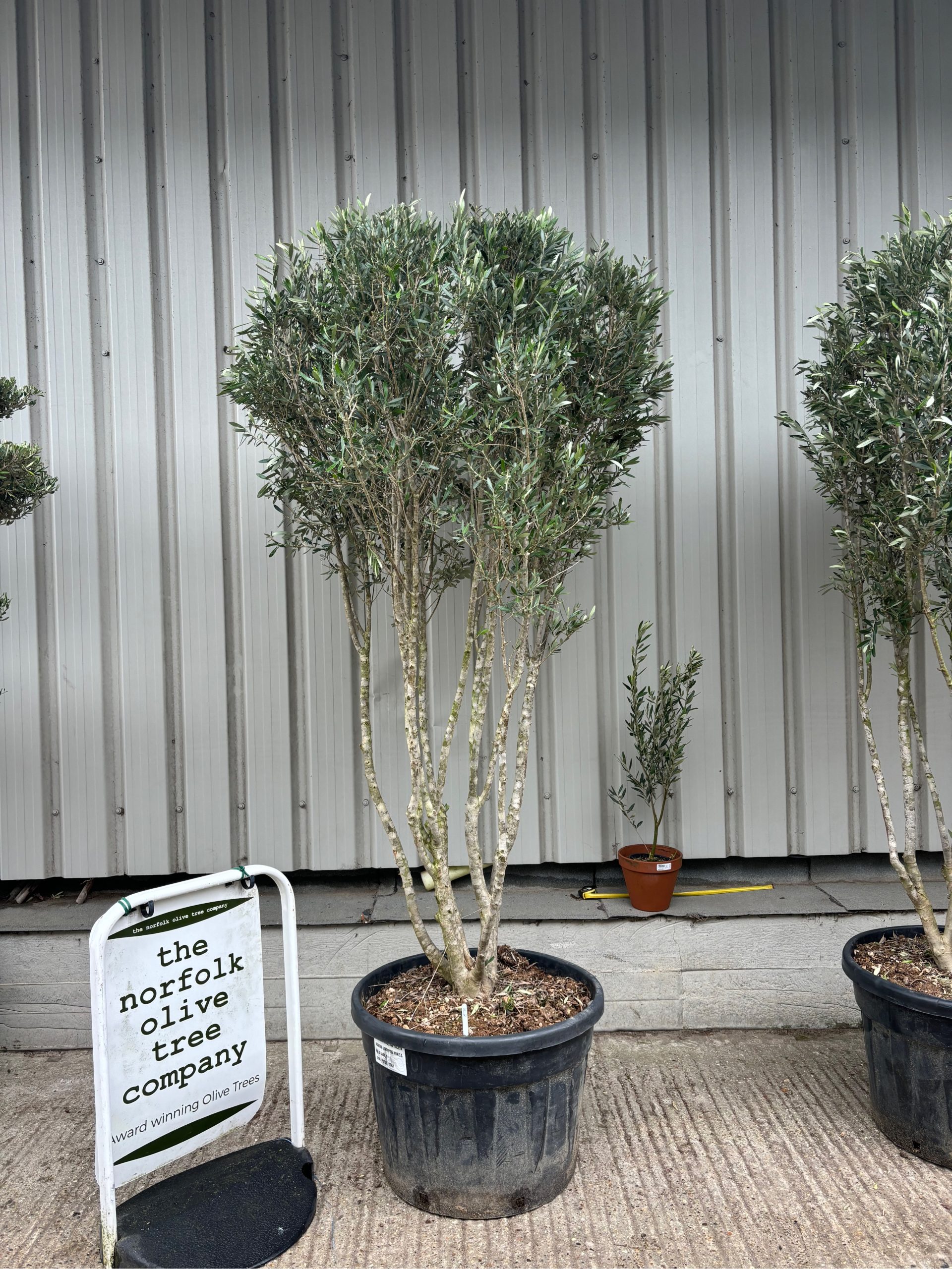Multi stem Olive Tree - The Norfolk Olive Tree Company
