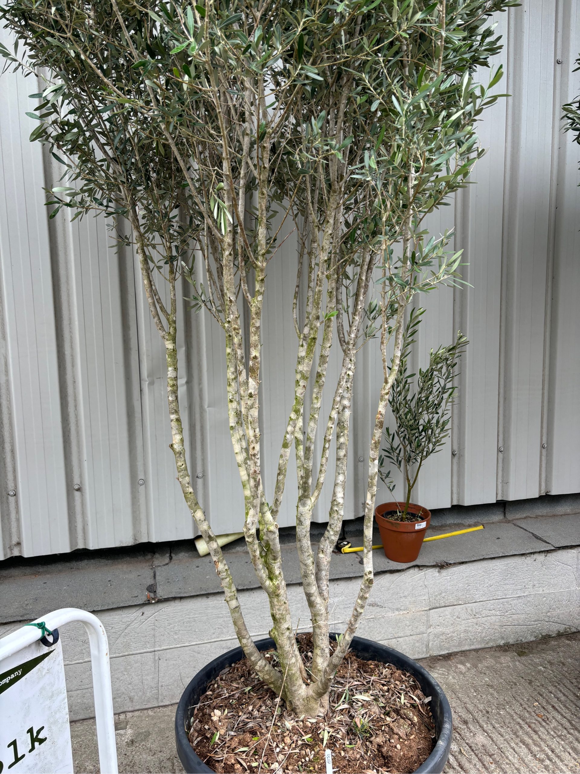 Multi stem Olive Tree - The Norfolk Olive Tree Company