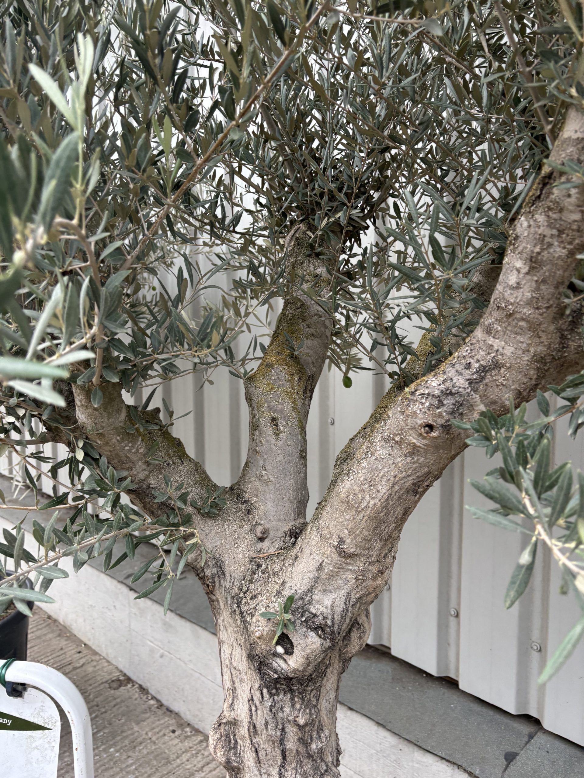 Branched Olive Tree ‘Tortuga’ - The Norfolk Olive Tree Company