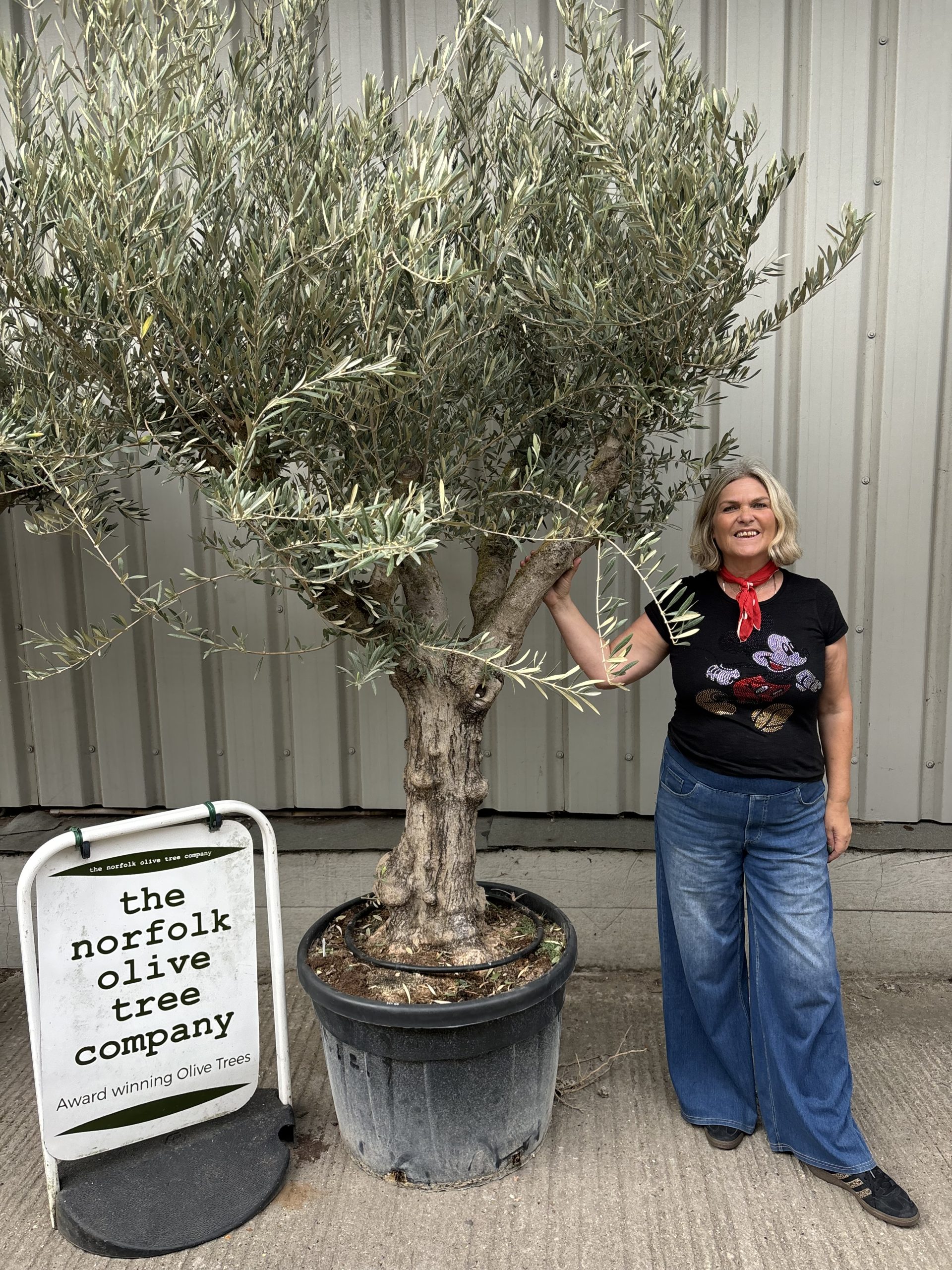 Branched Olive Tree ‘Tortuga’ - The Norfolk Olive Tree Company