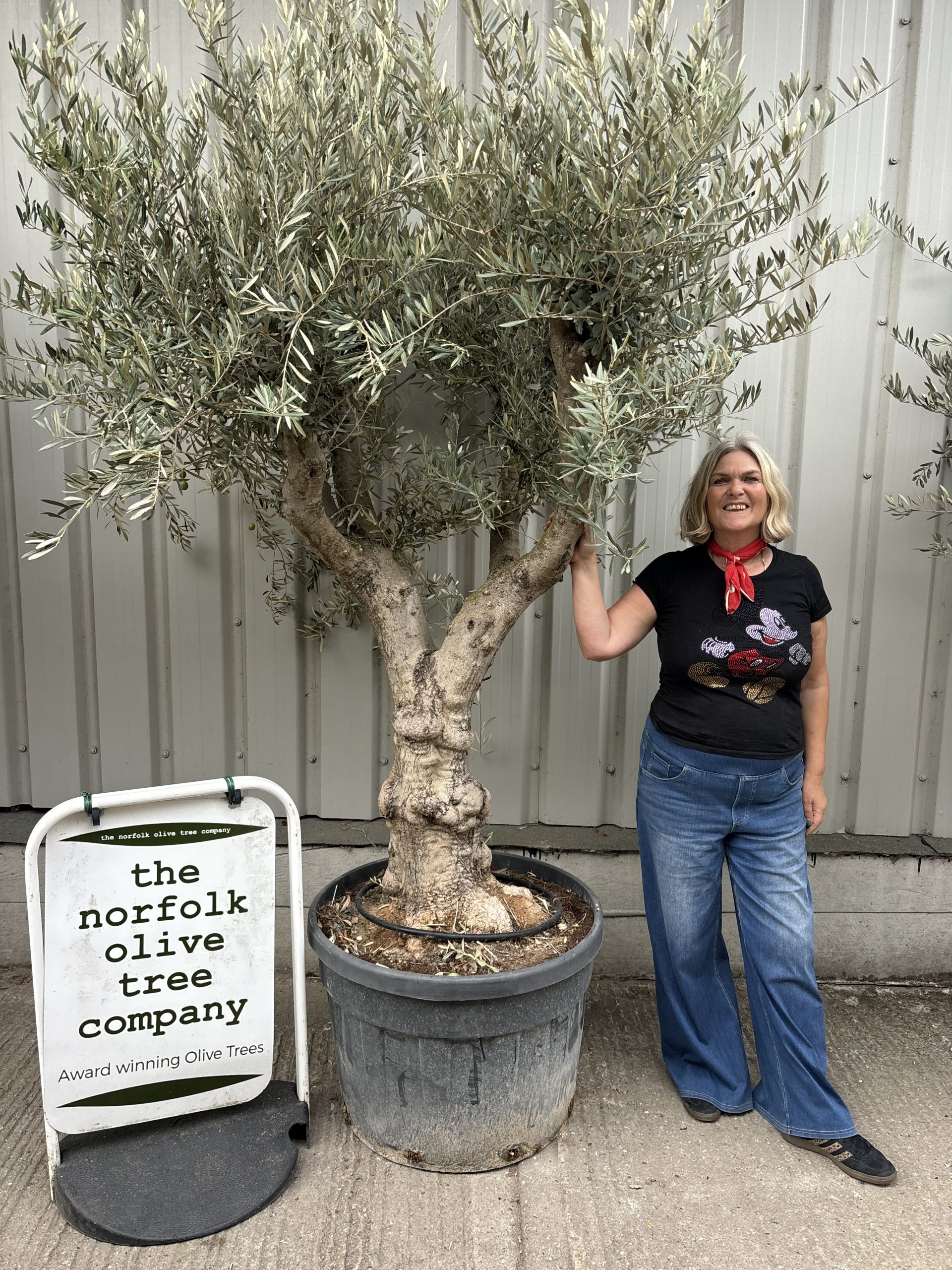 Branched Olive Tree ‘Tortuga’ - The Norfolk Olive Tree Company
