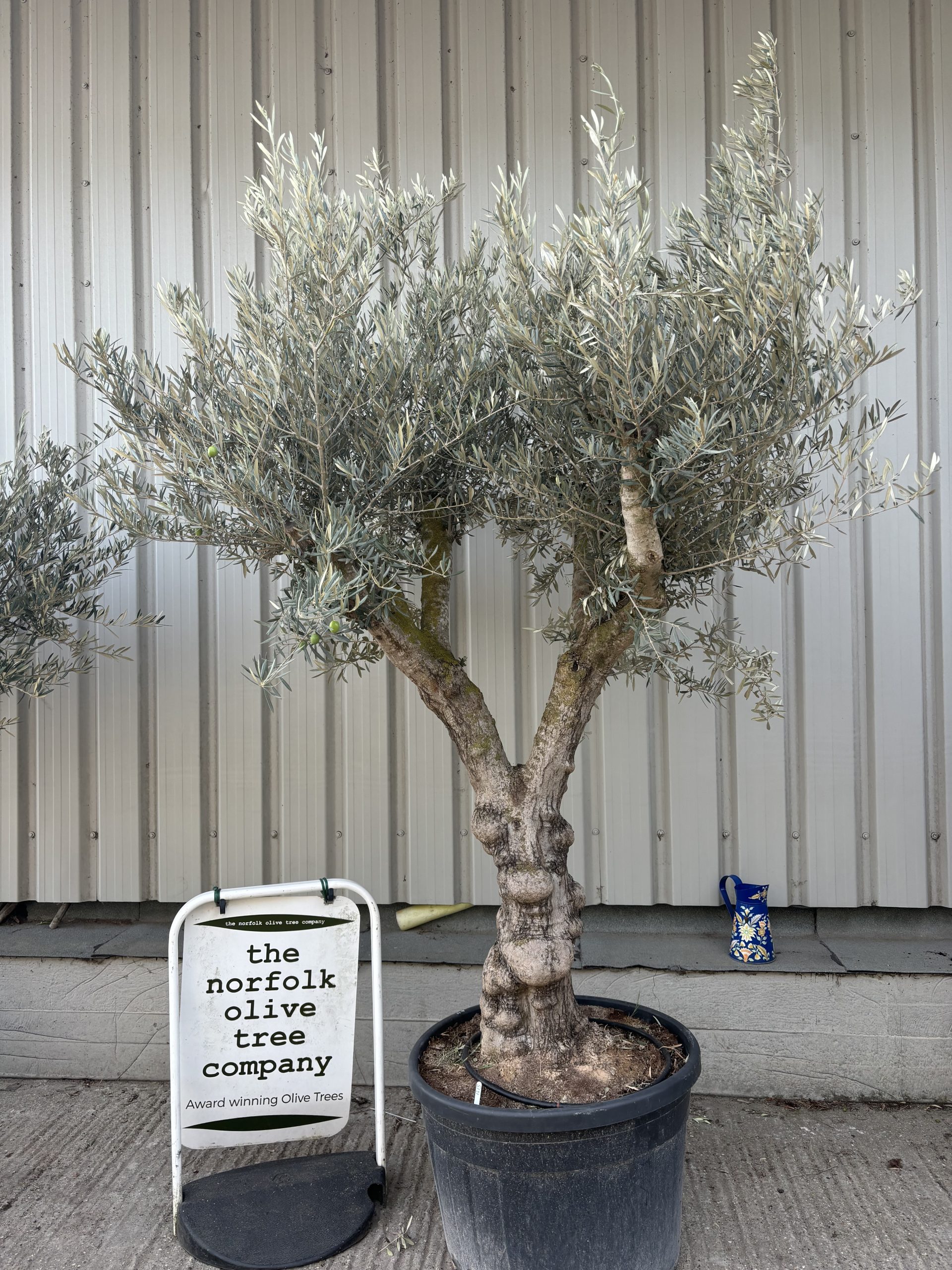 Branched Olive Tree ‘Tortuga’ - The Norfolk Olive Tree Company