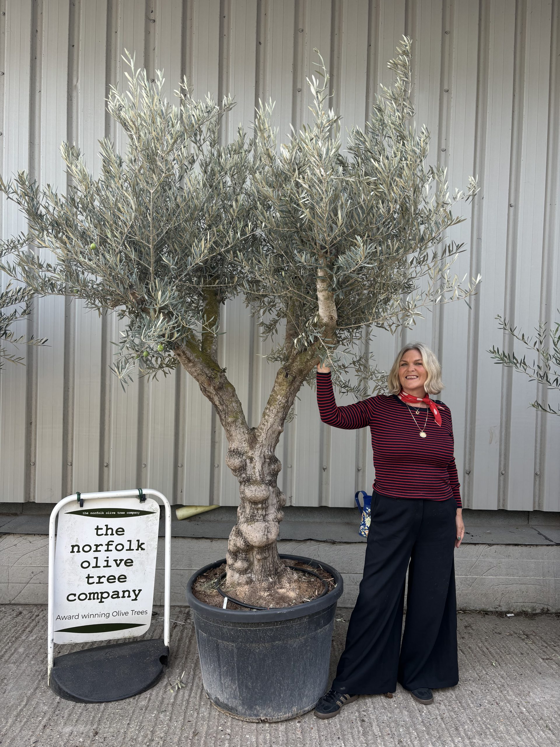 Branched Olive Tree ‘Tortuga’ - The Norfolk Olive Tree Company