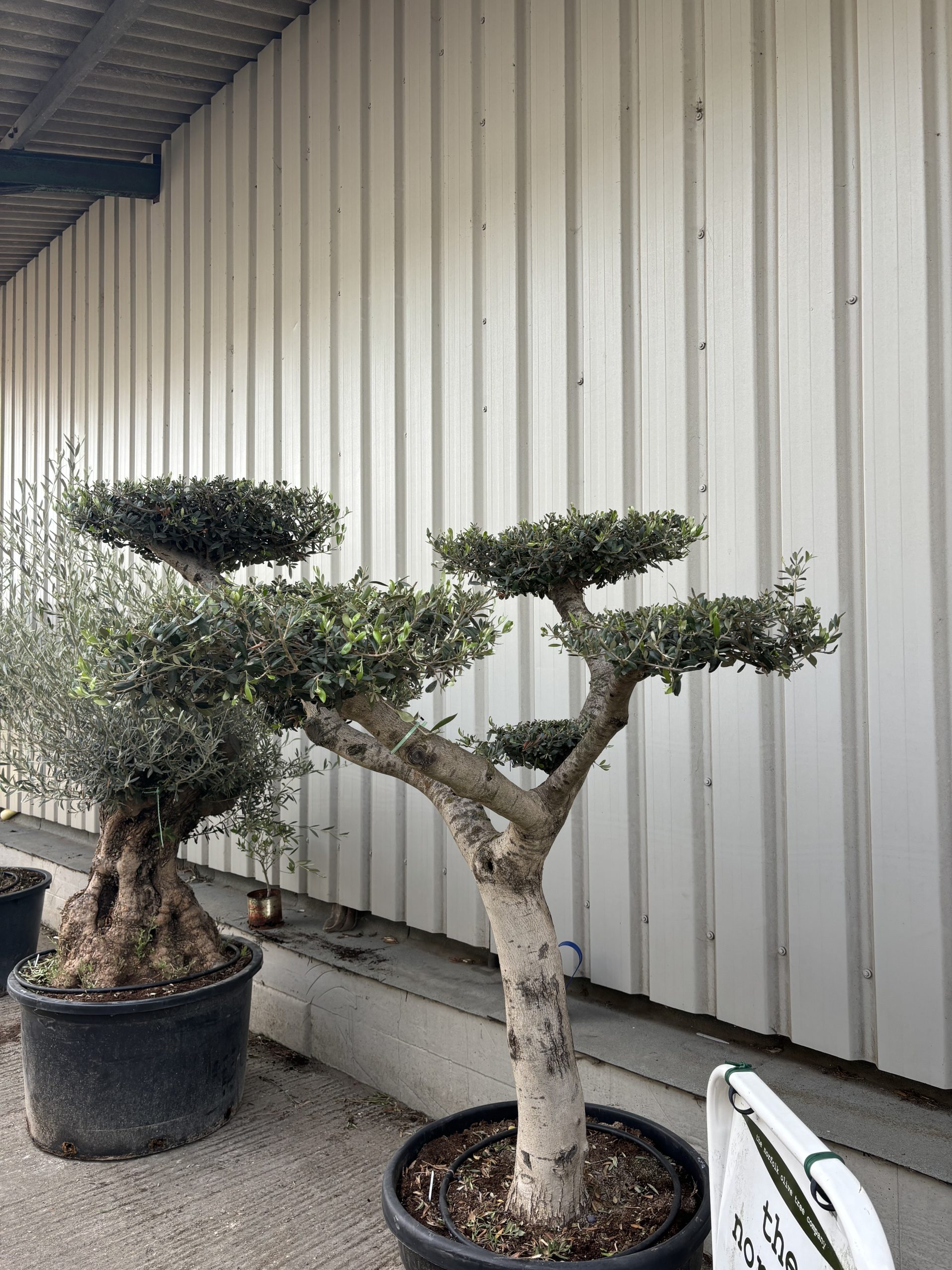 Cloud-Pruned Olive Tree | Niwaki Olive Trees for Sale UK – The Norfolk ...