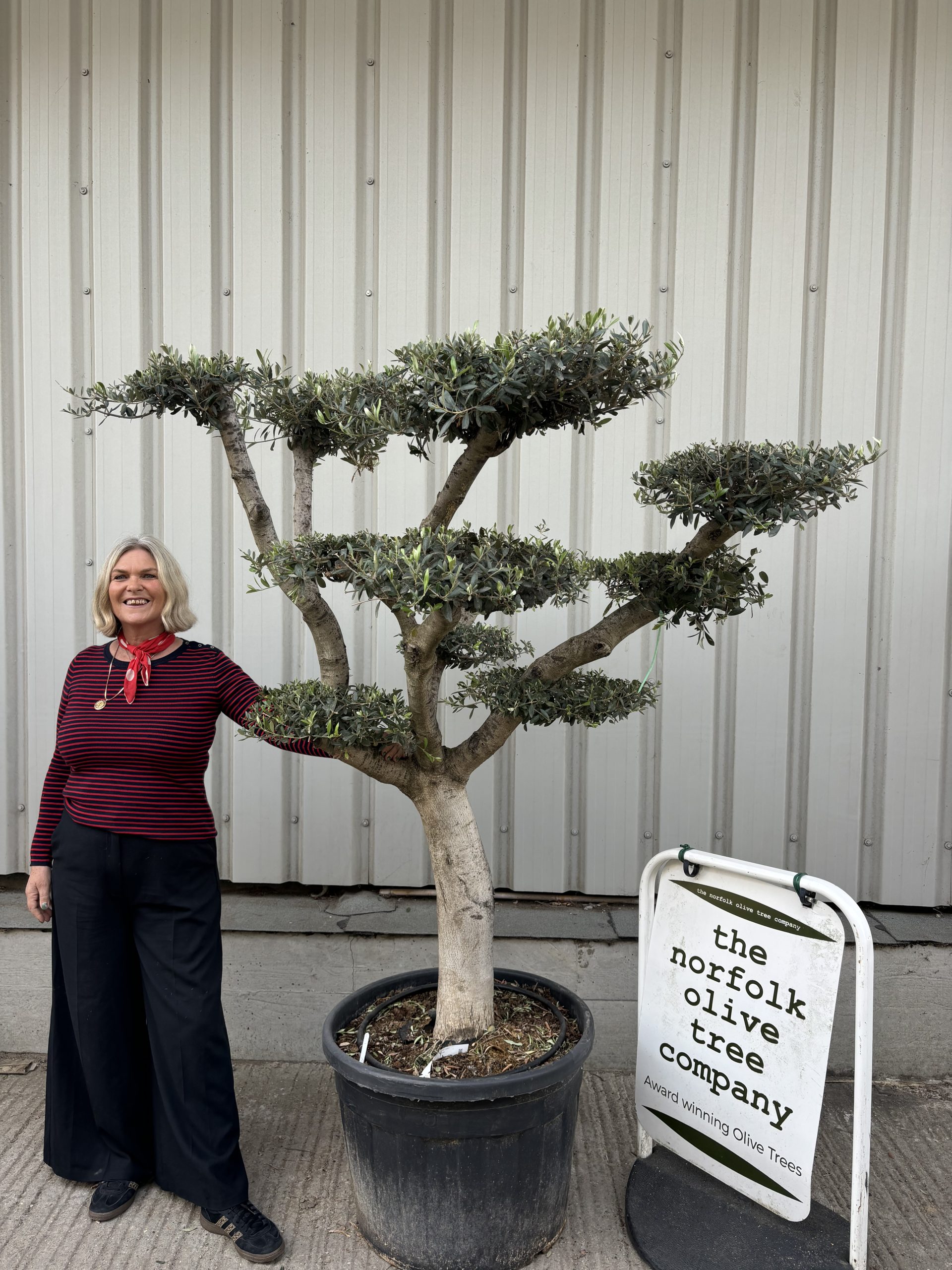 Cloud-Pruned Olive Tree | Niwaki Olive Trees for Sale UK – The Norfolk ...