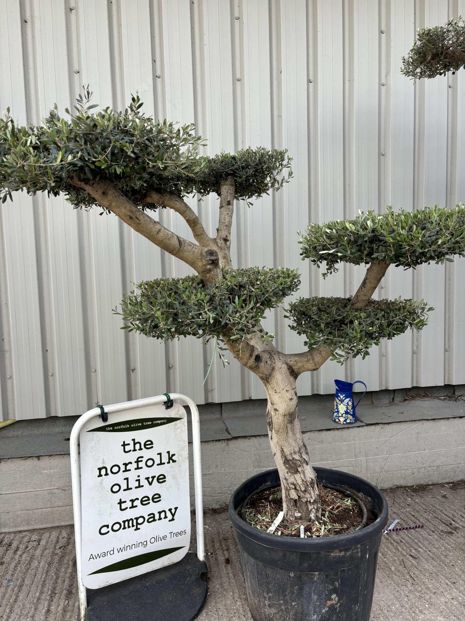 Cloud-Pruned Olive Tree | Niwaki Olive Trees for Sale UK – The Norfolk ...