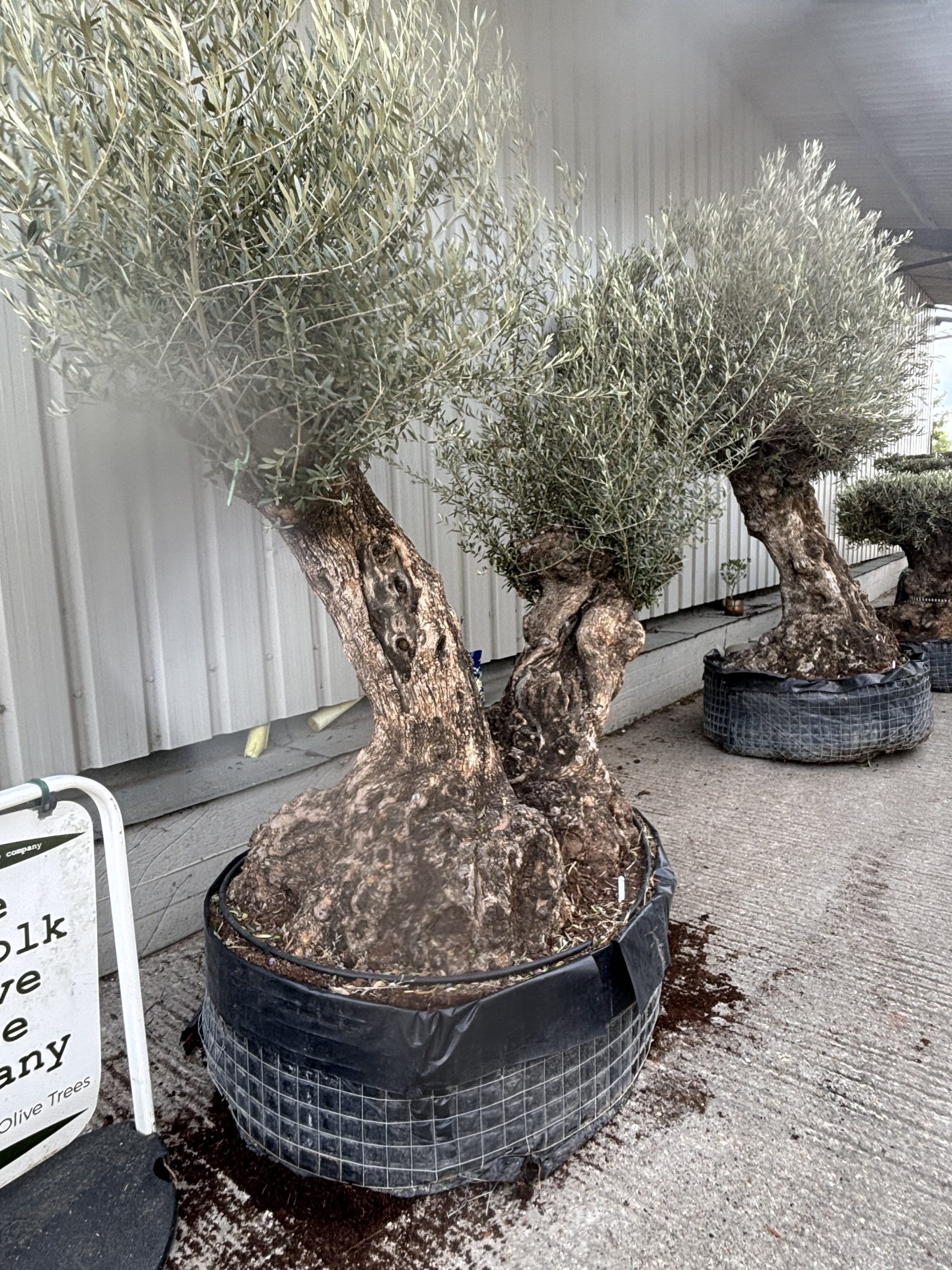 Ancient Olive Tree – Living Art from Elche - The Norfolk Olive Tree Company