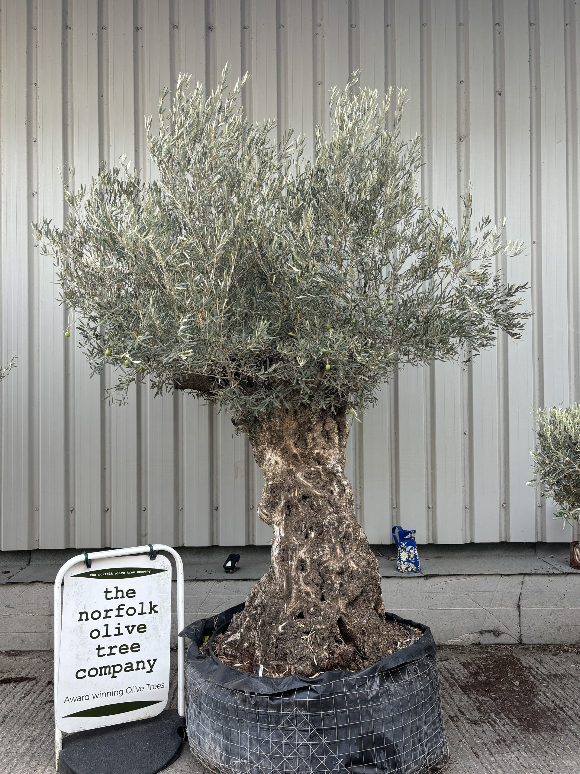 Ancient Olive Tree for Sale in the UK - The Norfolk Olive Tree Company