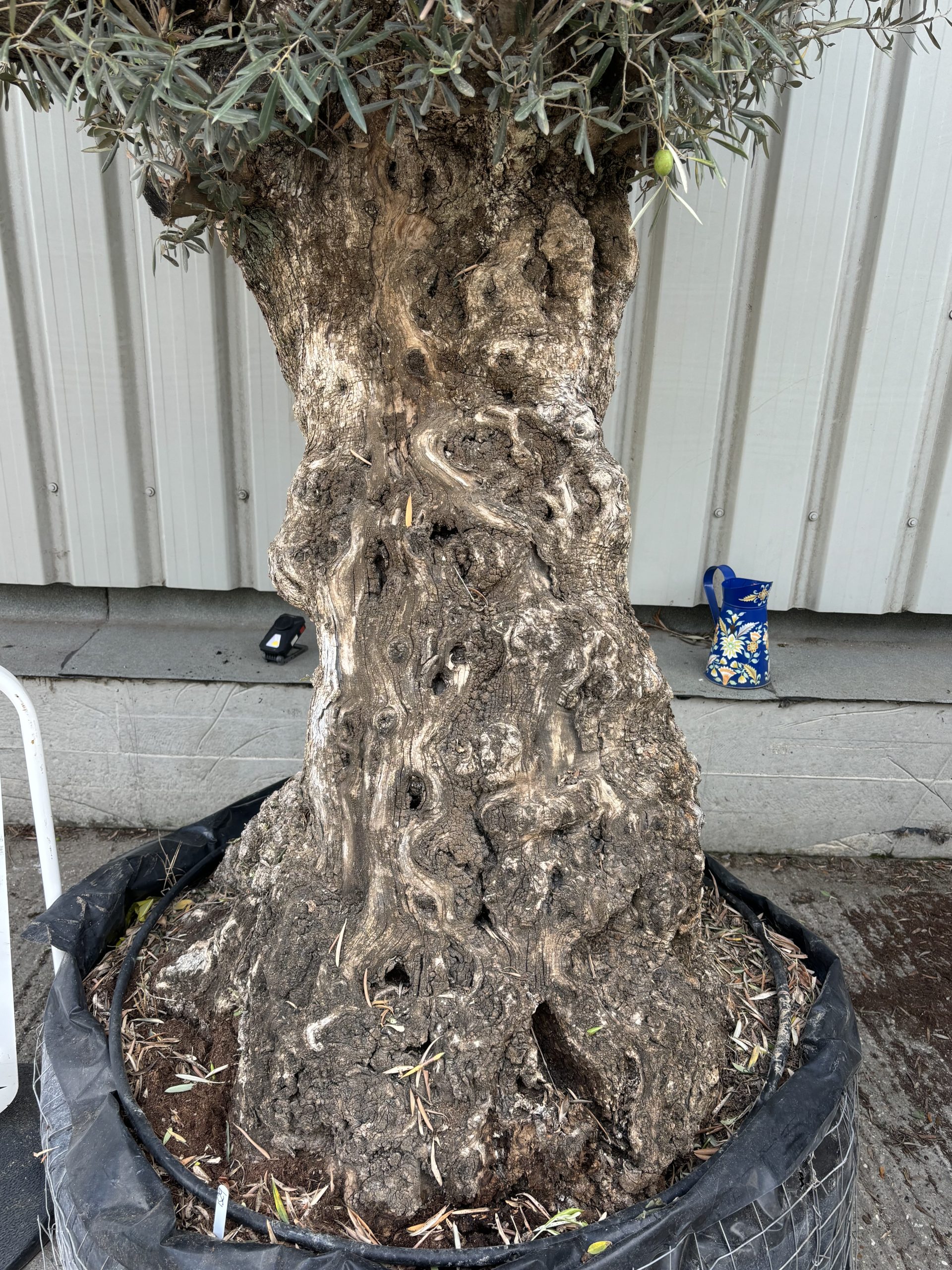 Ancient Olive Tree for Sale in the UK - The Norfolk Olive Tree Company