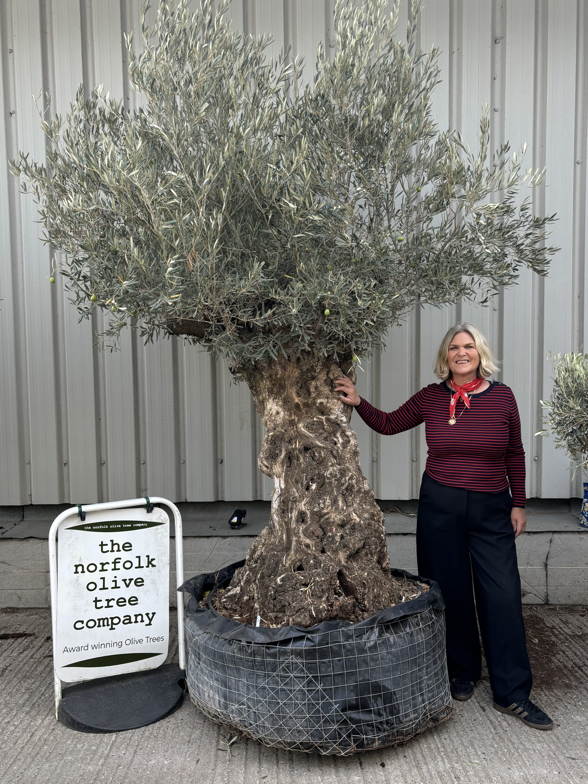 Ancient Olive Tree for Sale in the UK - The Norfolk Olive Tree Company