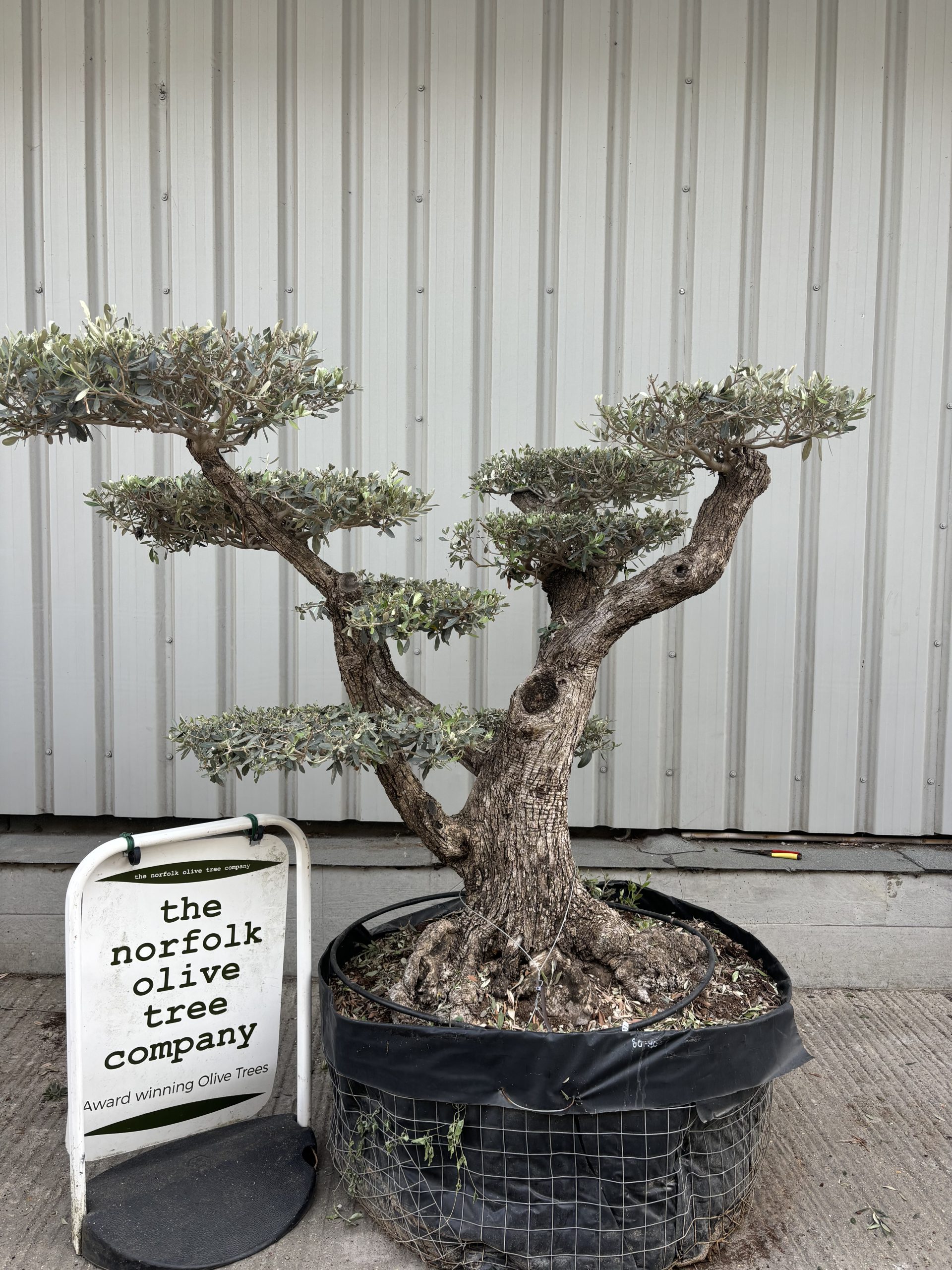 Ancient Cloud-Pruned Olive Tree | Niwaki Heritage Specimen - The ...