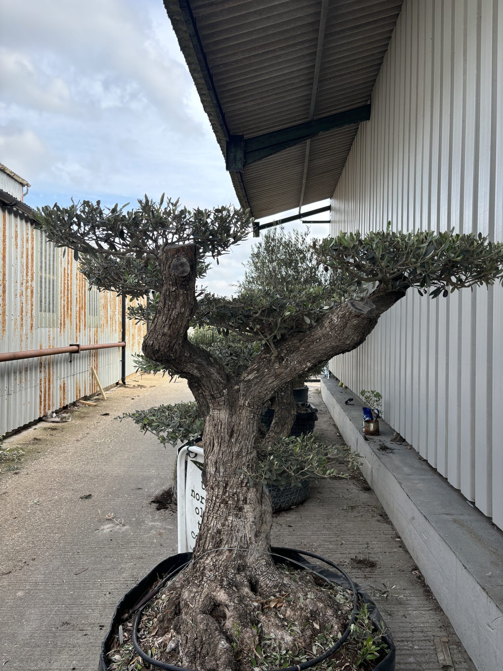 Ancient Cloud-Pruned Olive Tree | Niwaki Heritage Specimen - The ...