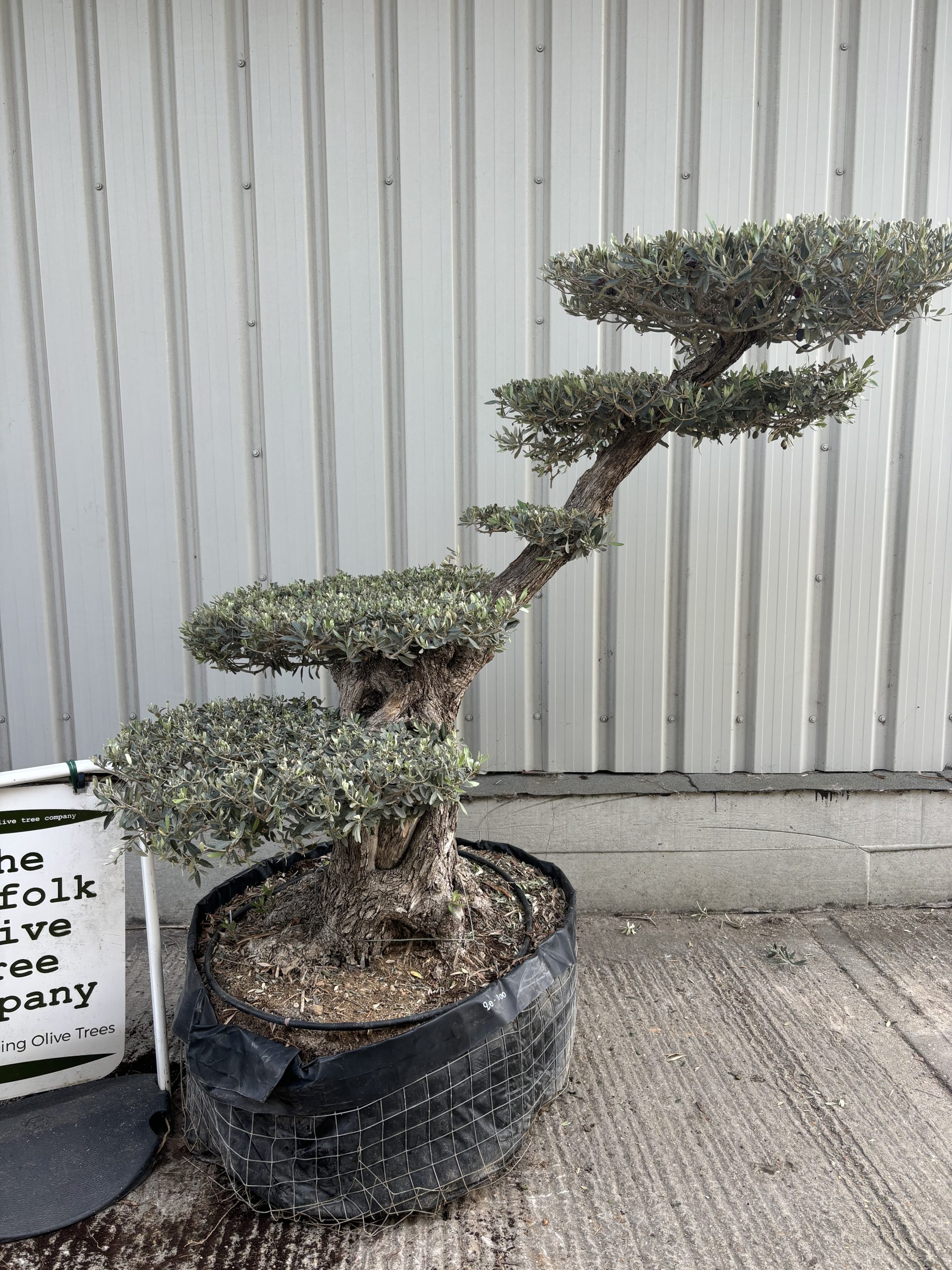 Ancient Cloud-Pruned Olive Tree | Niwaki Heritage Specimen - The ...