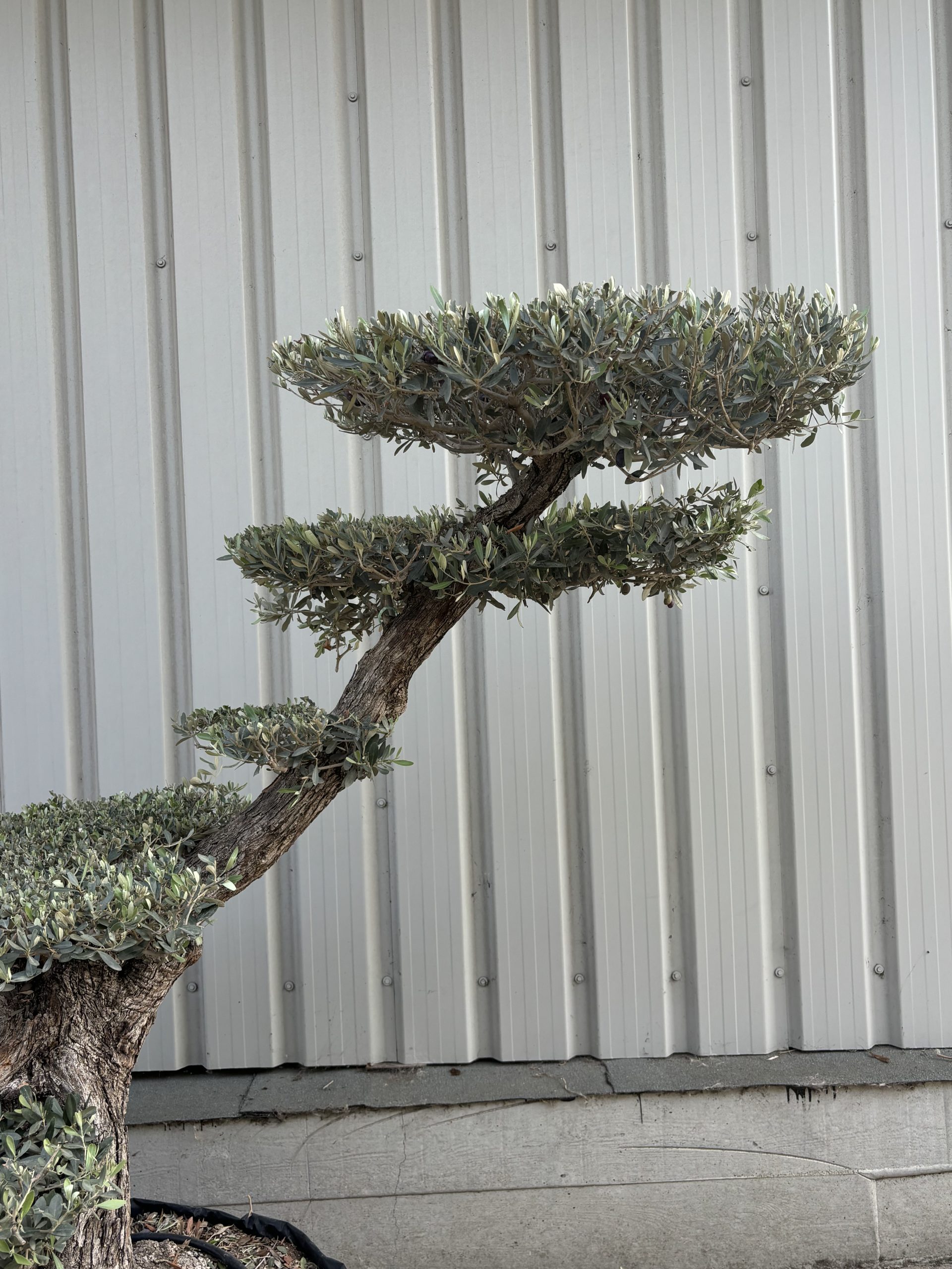 Ancient Cloud-Pruned Olive Tree | Niwaki Heritage Specimen - The ...