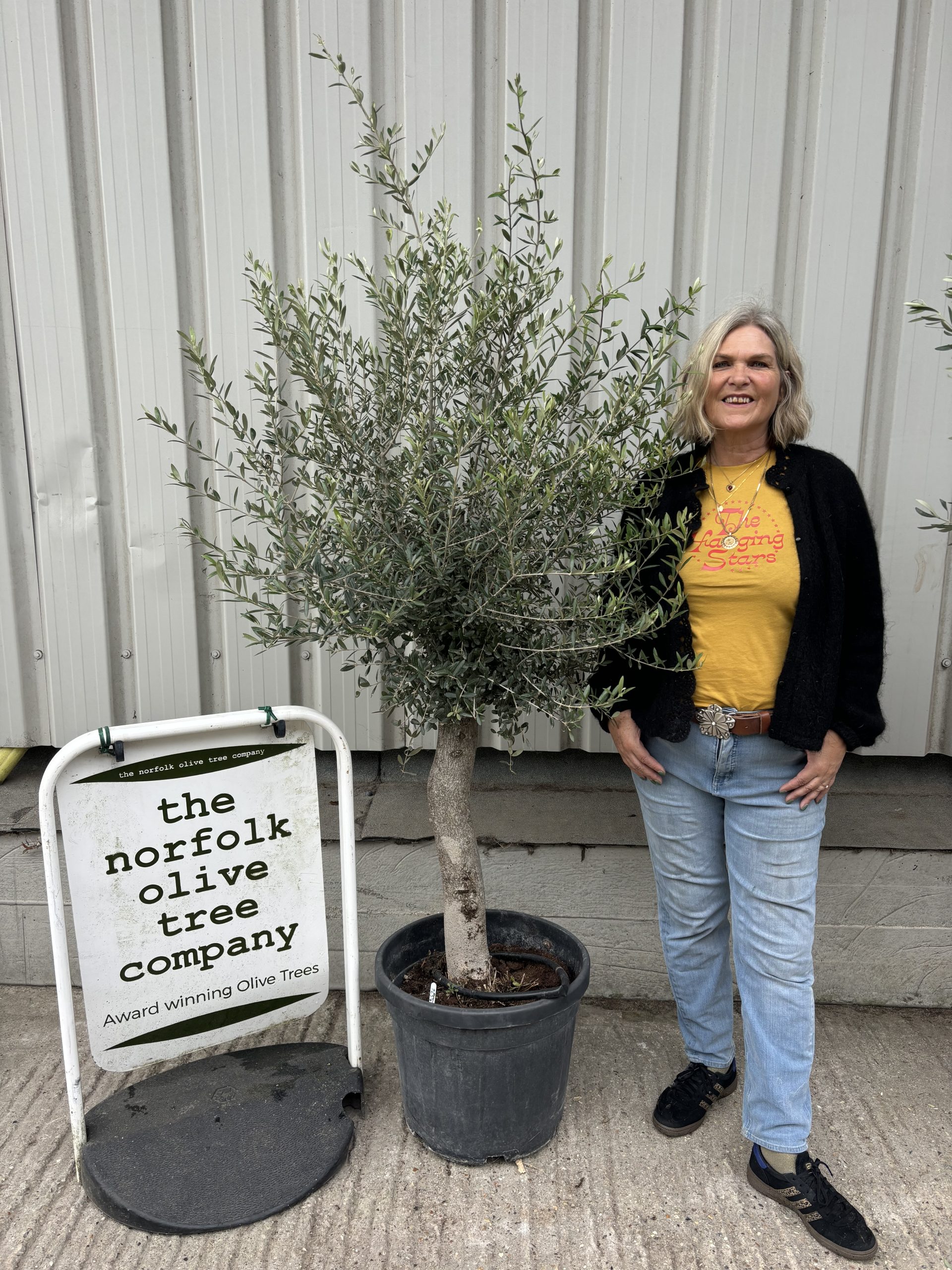 Smooth Stem Olive Tree – Delivery included - The Norfolk Olive Tree Company
