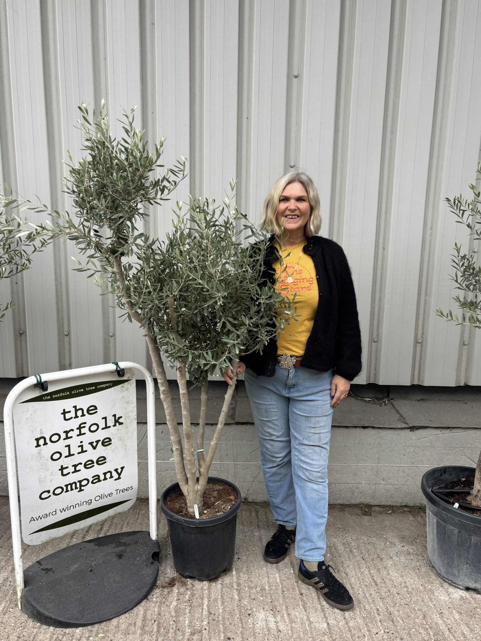 Chelsea Olive tree delivery included. - The Norfolk Olive Tree Company