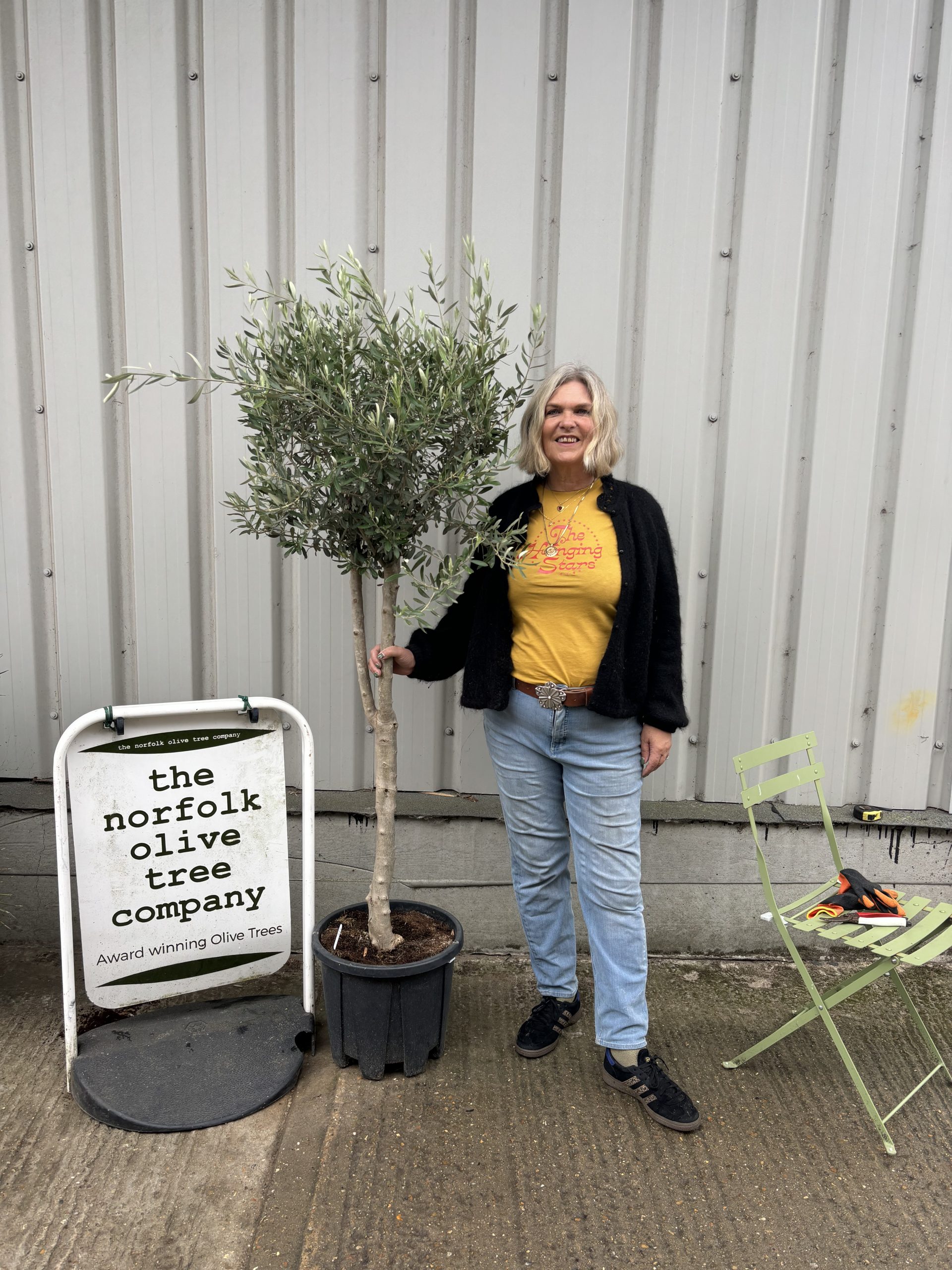 London Olive tree delivery included. - The Norfolk Olive Tree Company