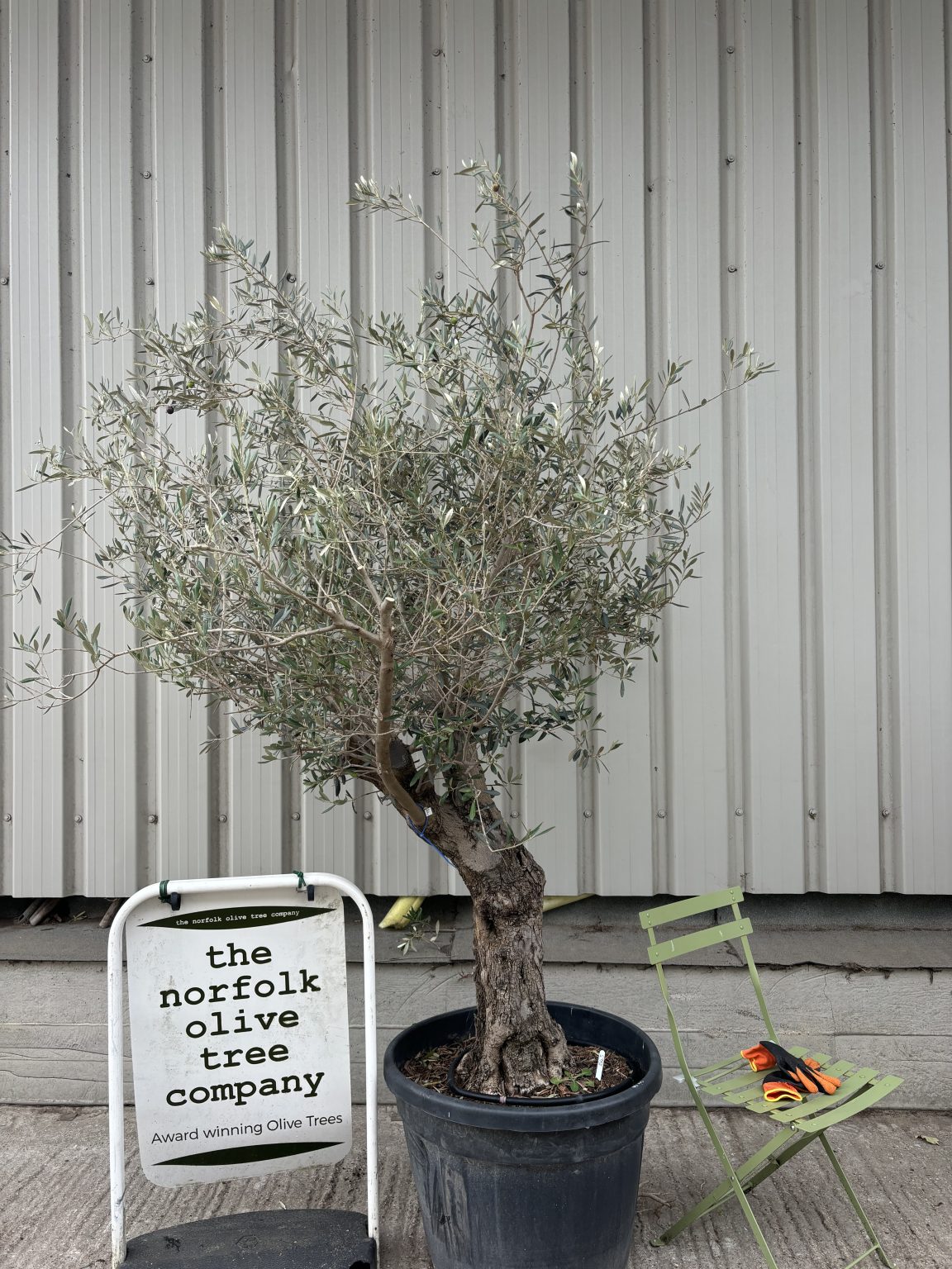 Gnarled patio Olive tree - The Norfolk Olive Tree Company