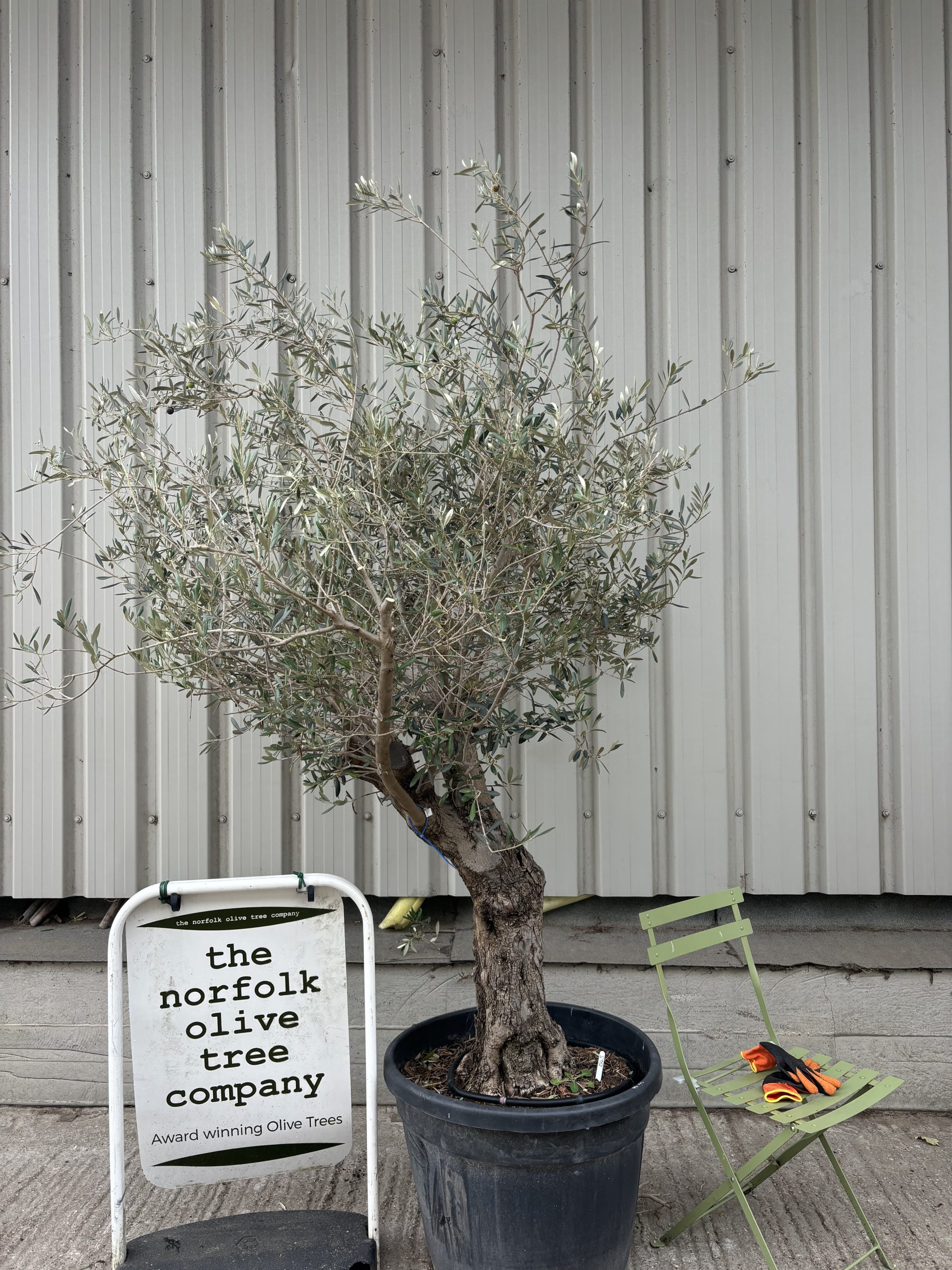 Gnarled patio Olive tree - The Norfolk Olive Tree Company