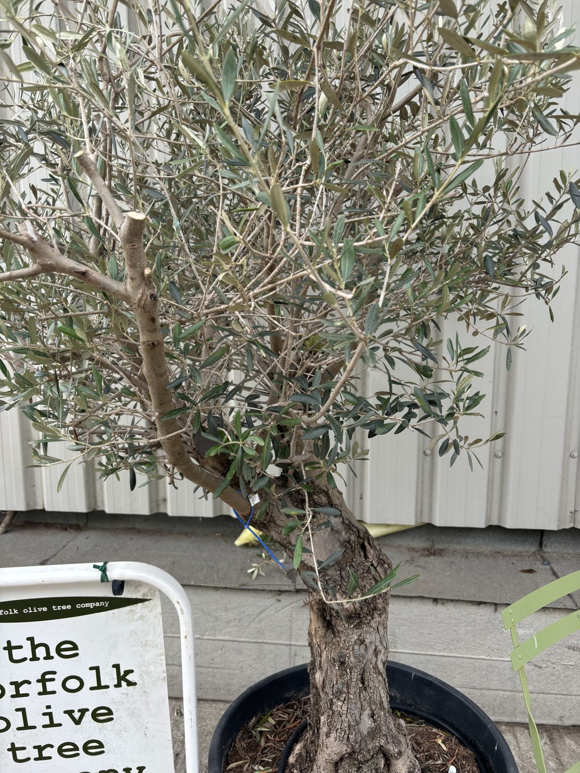 Gnarled patio Olive tree - The Norfolk Olive Tree Company