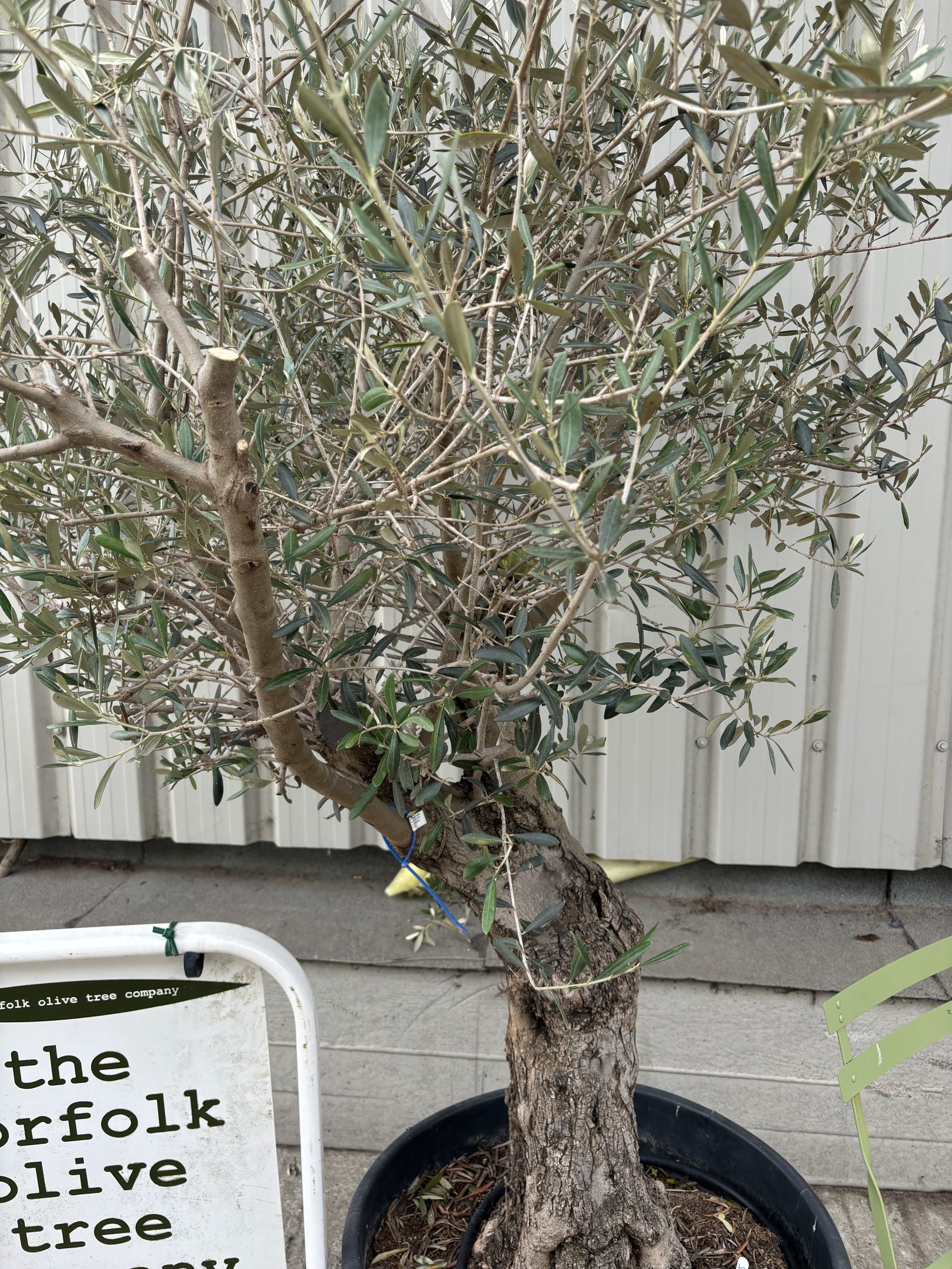 Gnarled patio Olive tree - The Norfolk Olive Tree Company
