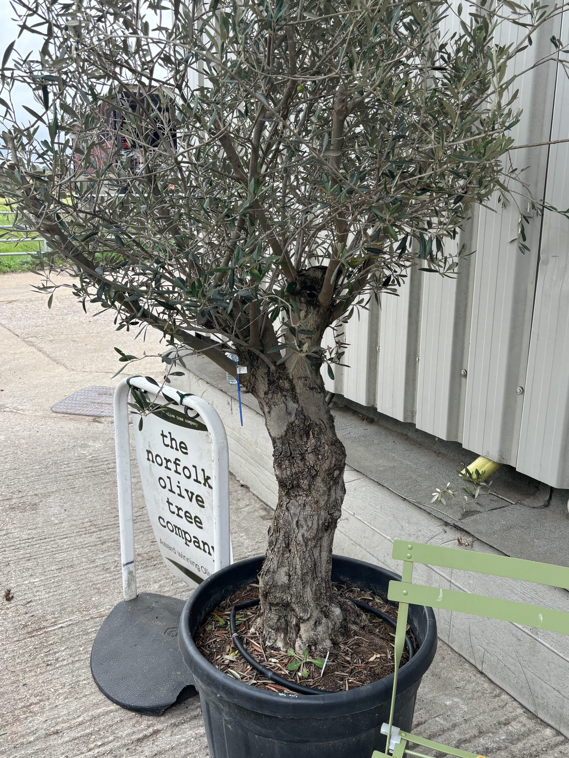 Gnarled patio Olive tree - The Norfolk Olive Tree Company