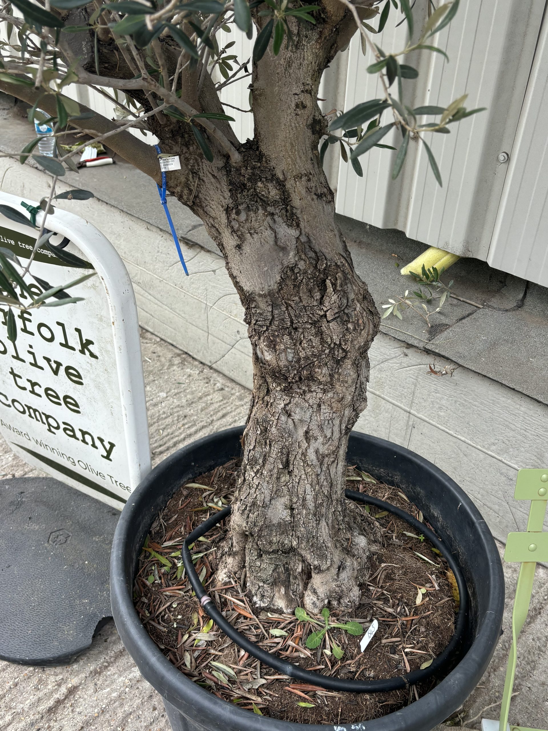 Gnarled patio Olive tree - The Norfolk Olive Tree Company