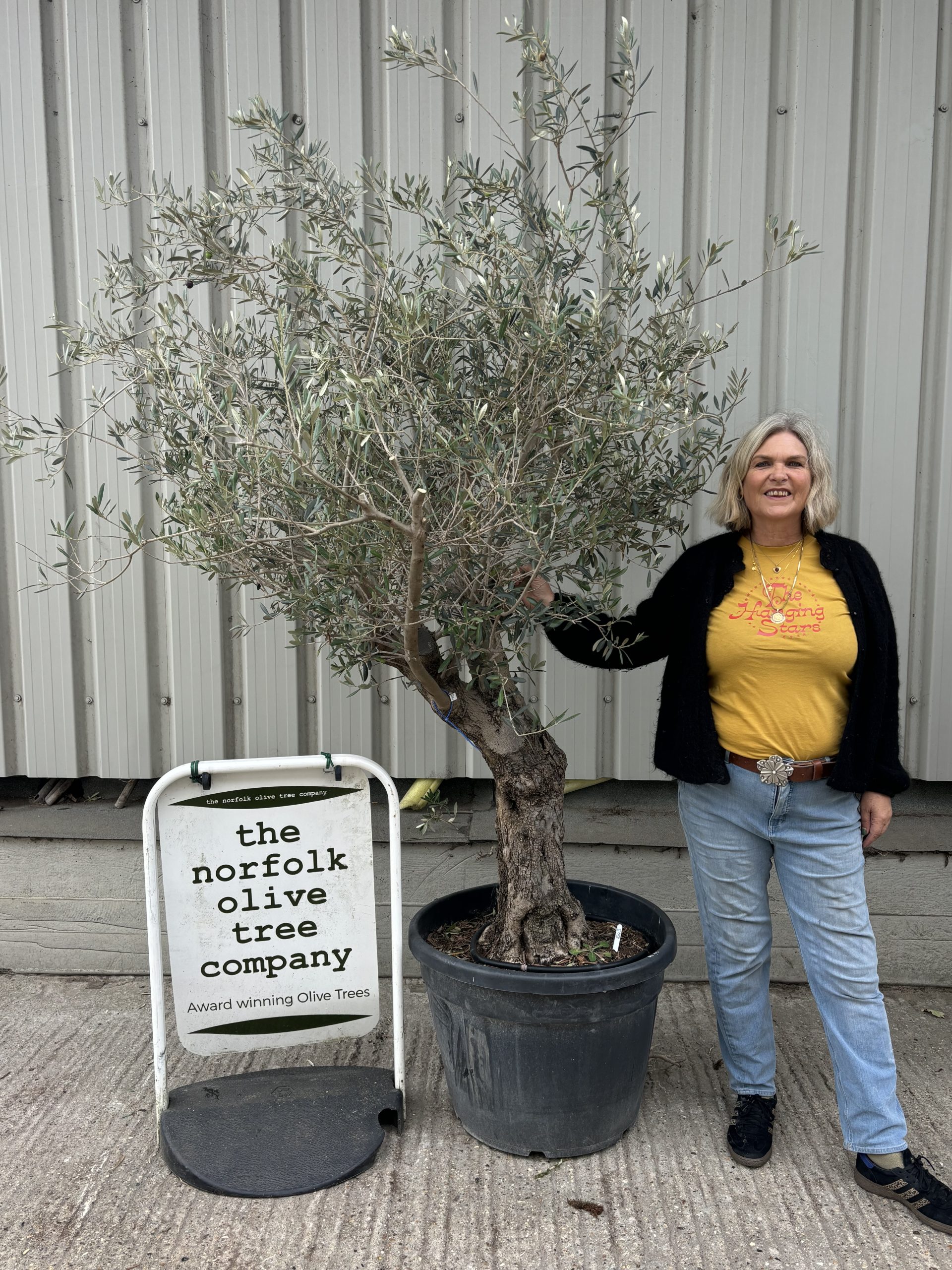 Gnarled patio Olive tree - The Norfolk Olive Tree Company