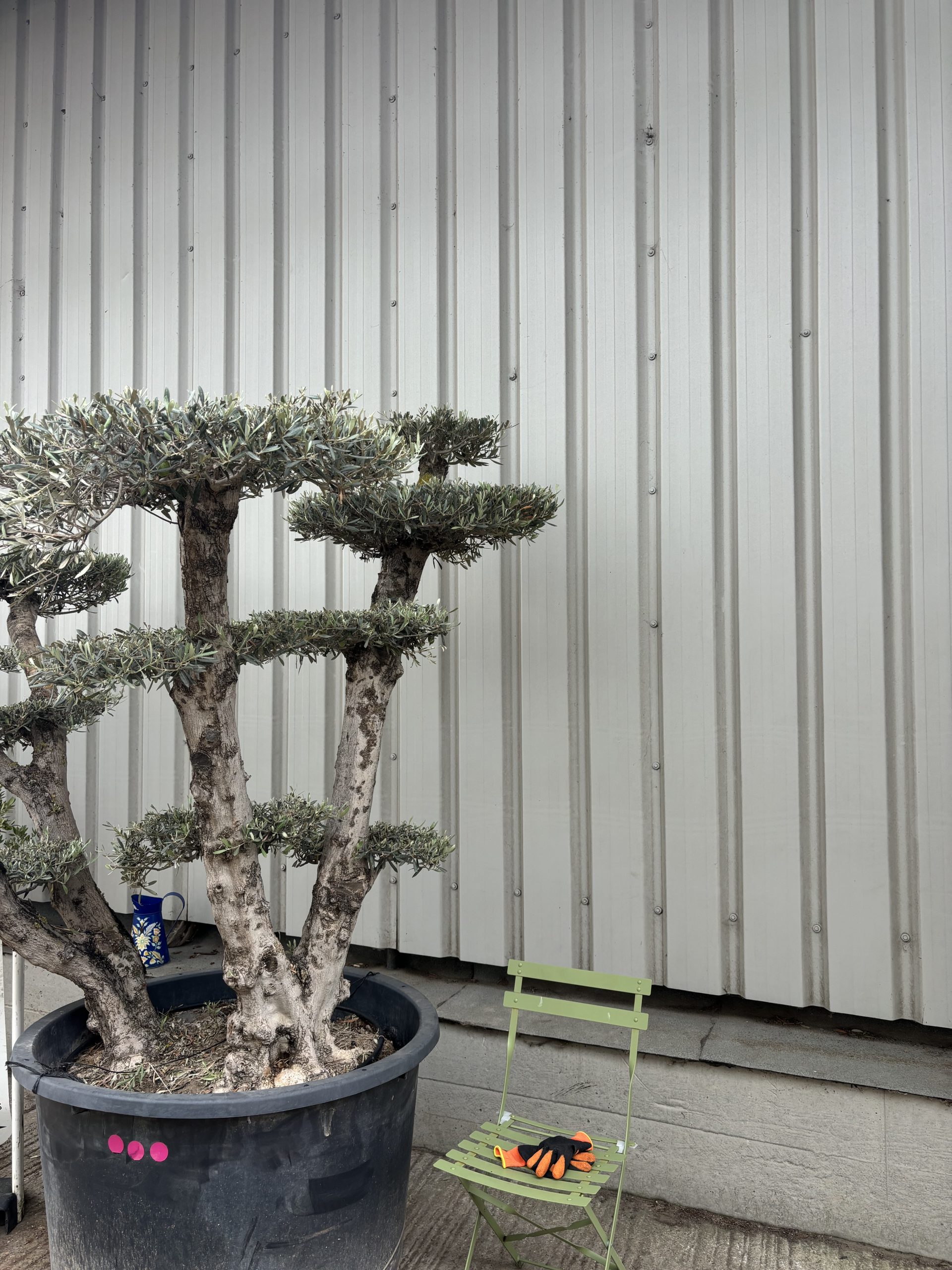 Cloud-Pruned Olive Tree | Niwaki Olive Trees for Sale UK – The Norfolk ...
