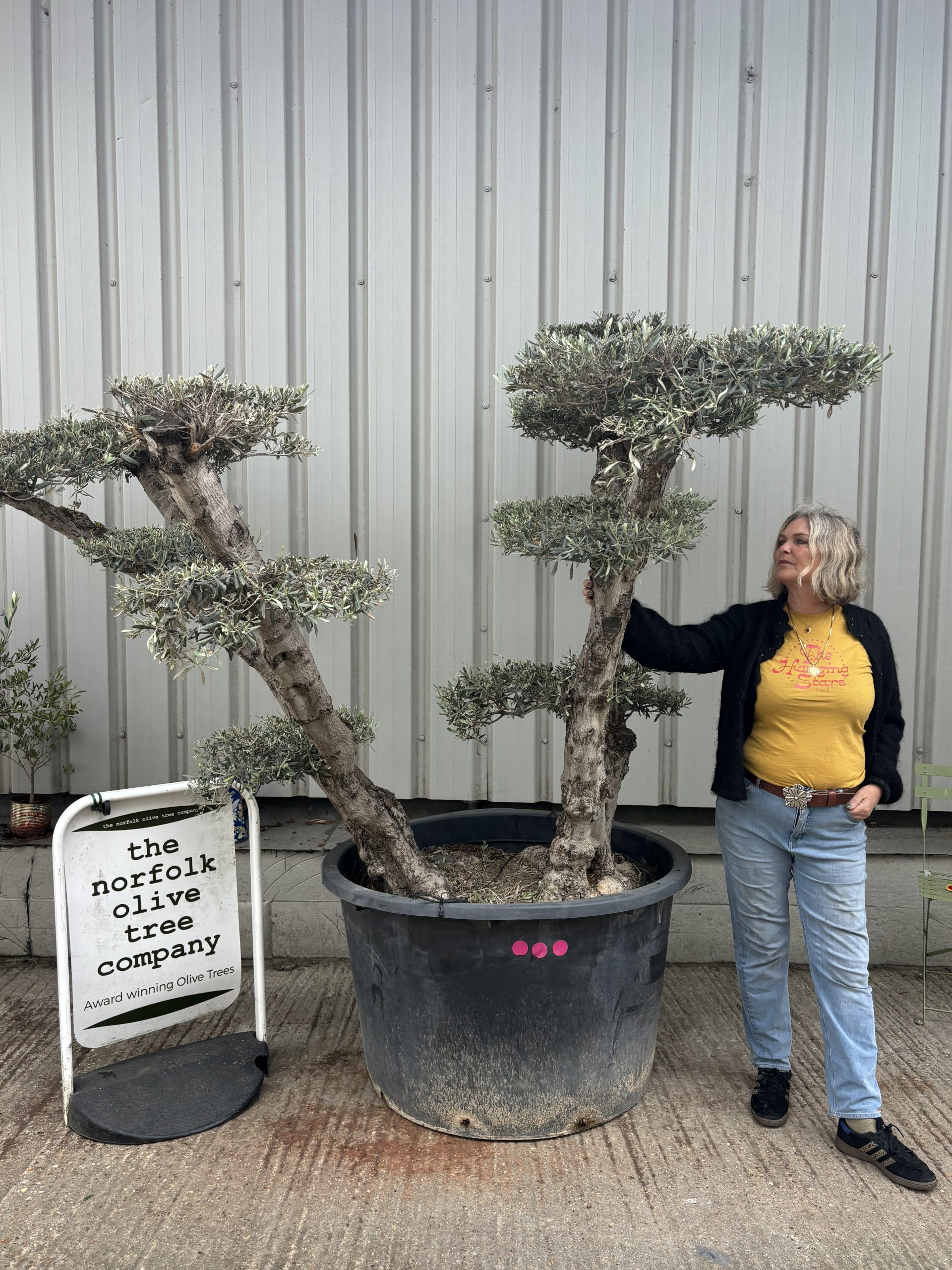 Cloud-Pruned Olive Tree | Niwaki Olive Trees for Sale UK – The Norfolk ...