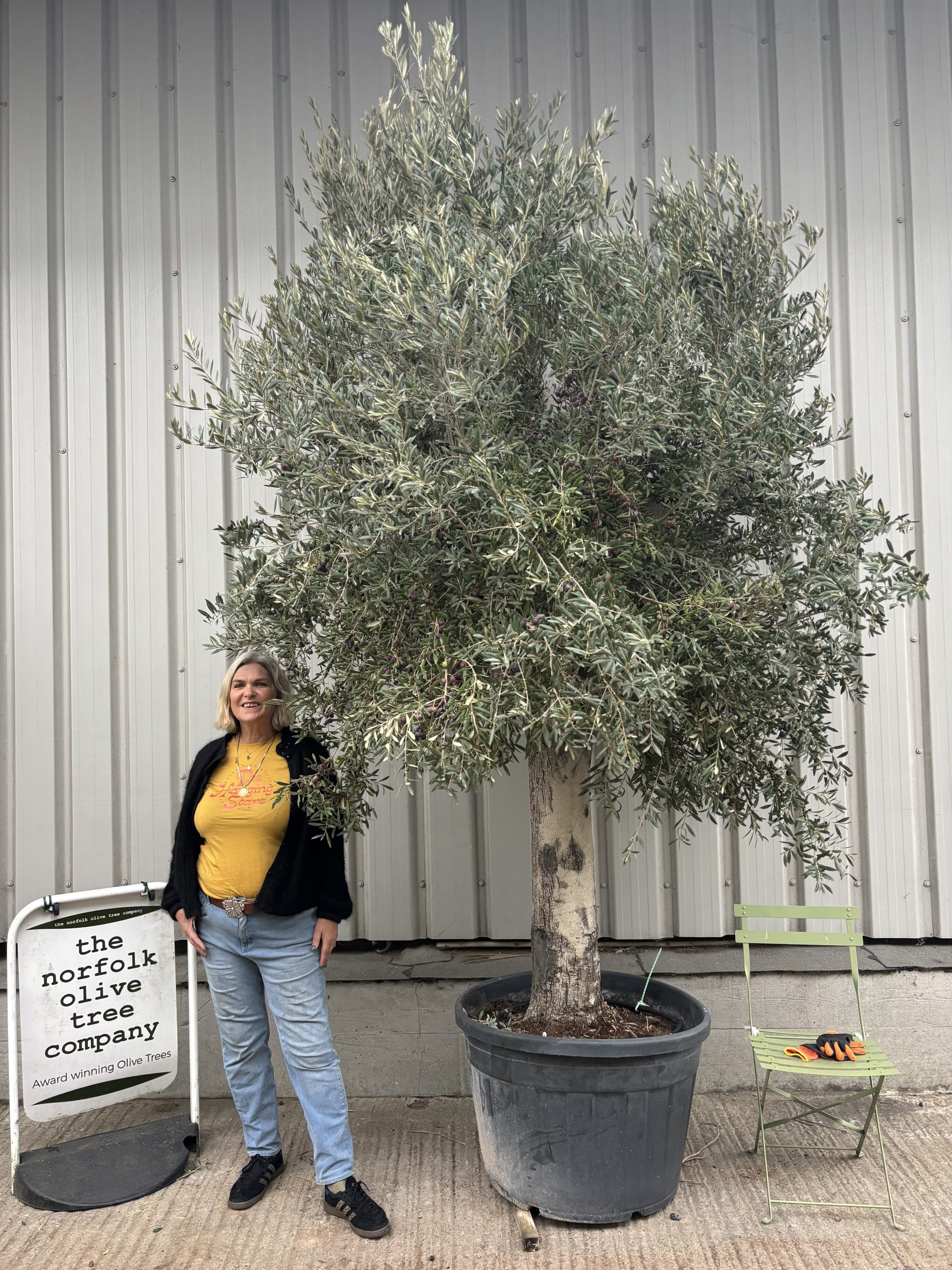 Mature Tall Arbequina Olive Tree - The Norfolk Olive Tree Company
