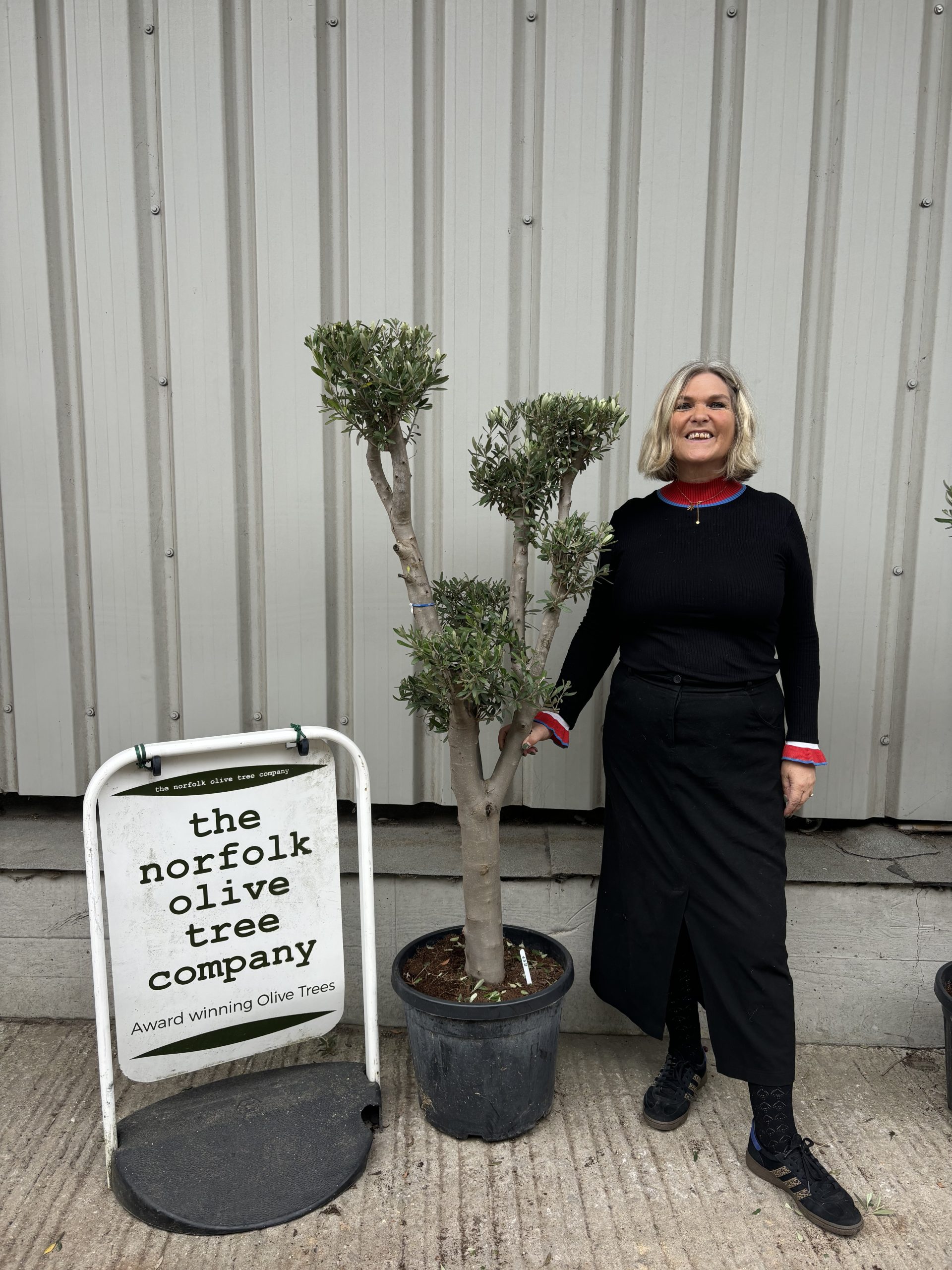 Cloud-Pruned Olive Tree | Niwaki Olive Trees for Sale UK – The Norfolk ...